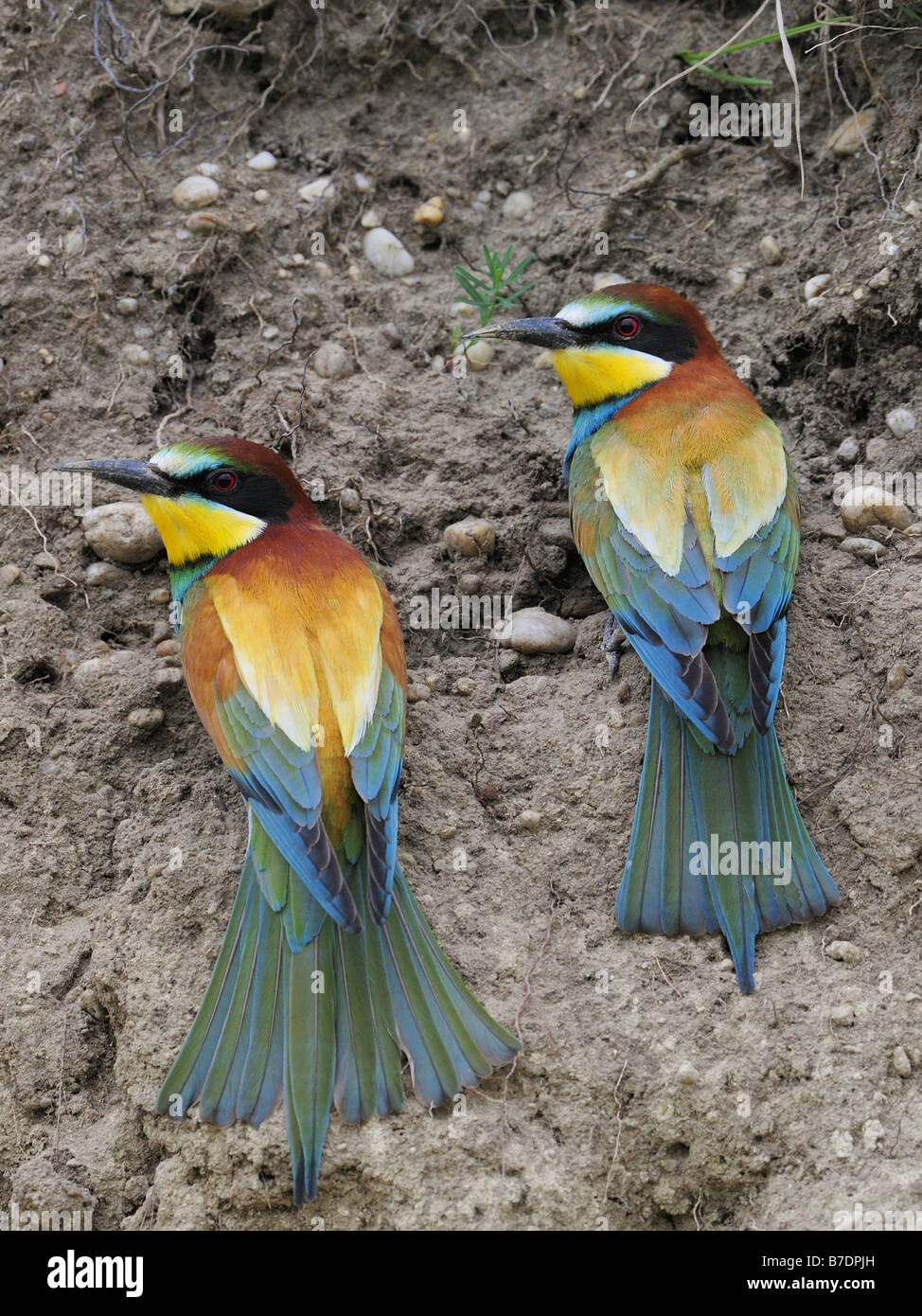 European bee eater (Merops apiaster), two individuals sitting side by ...