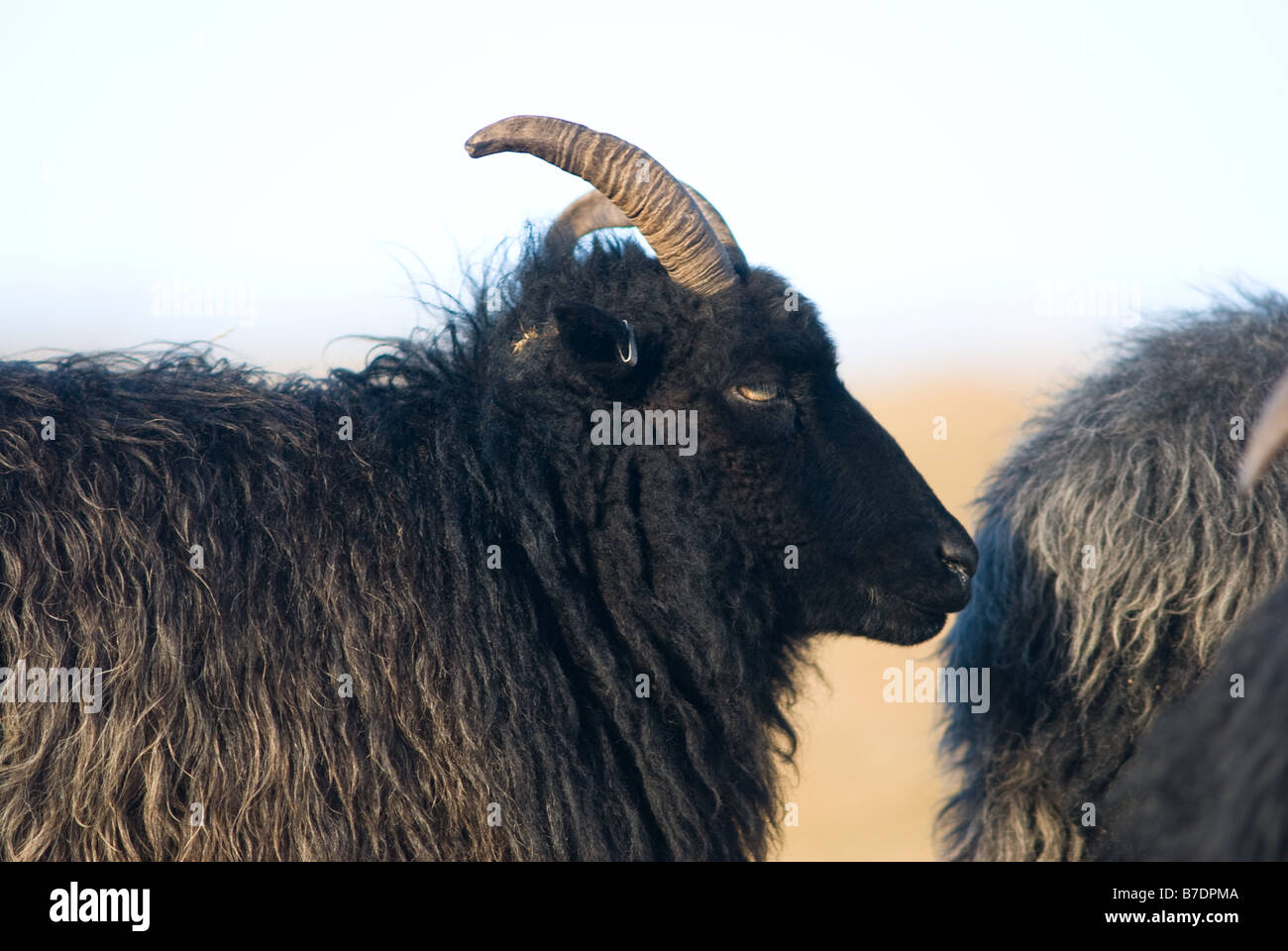 Female or Ewe Hebridean sheep Stock Photo - Alamy
