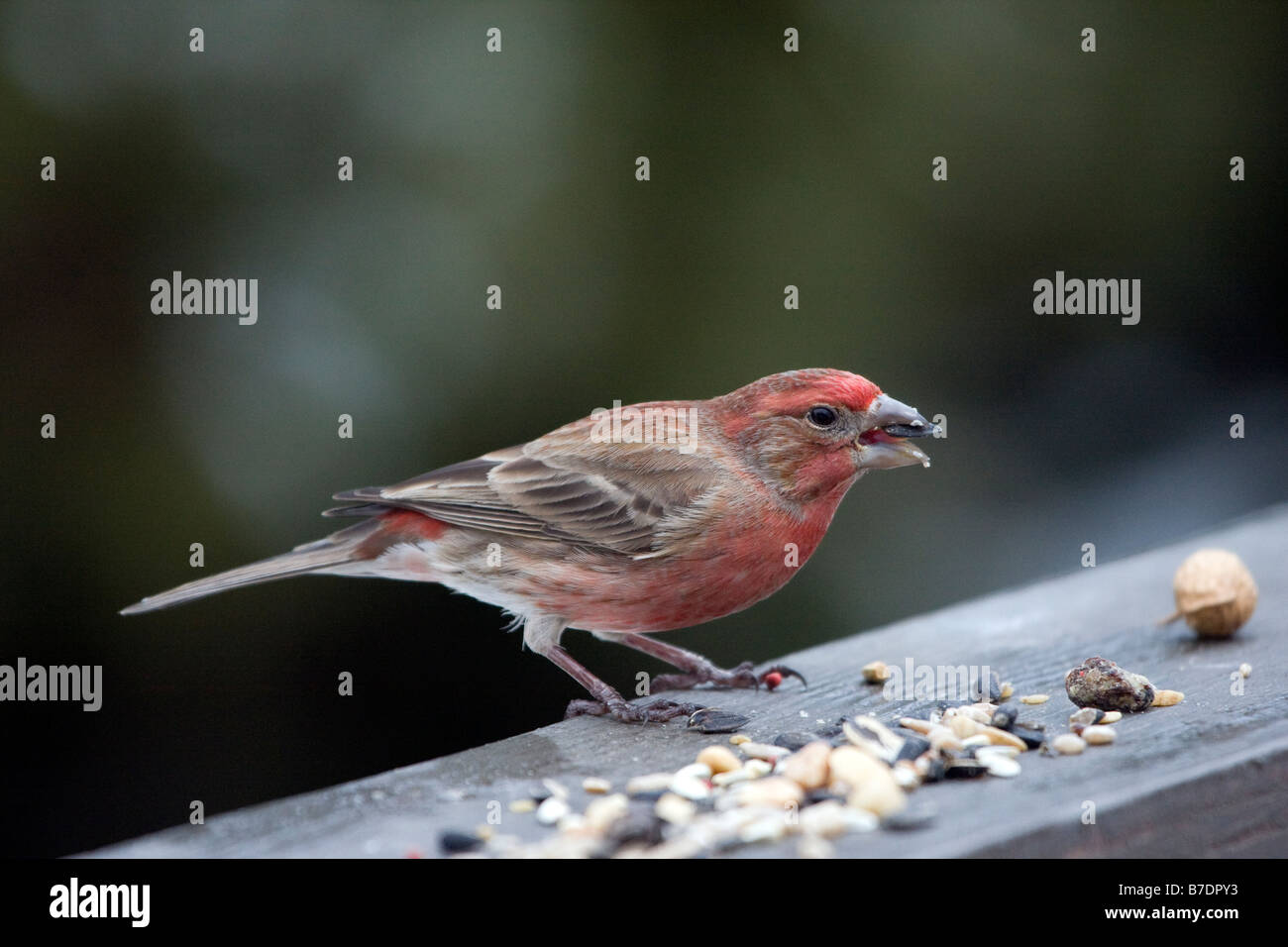 House Finch eating a seed Stock Photo - Alamy