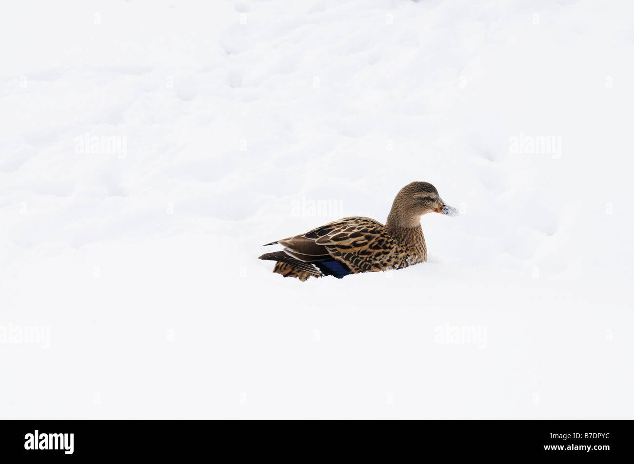 Duck in snow Stock Photo - Alamy