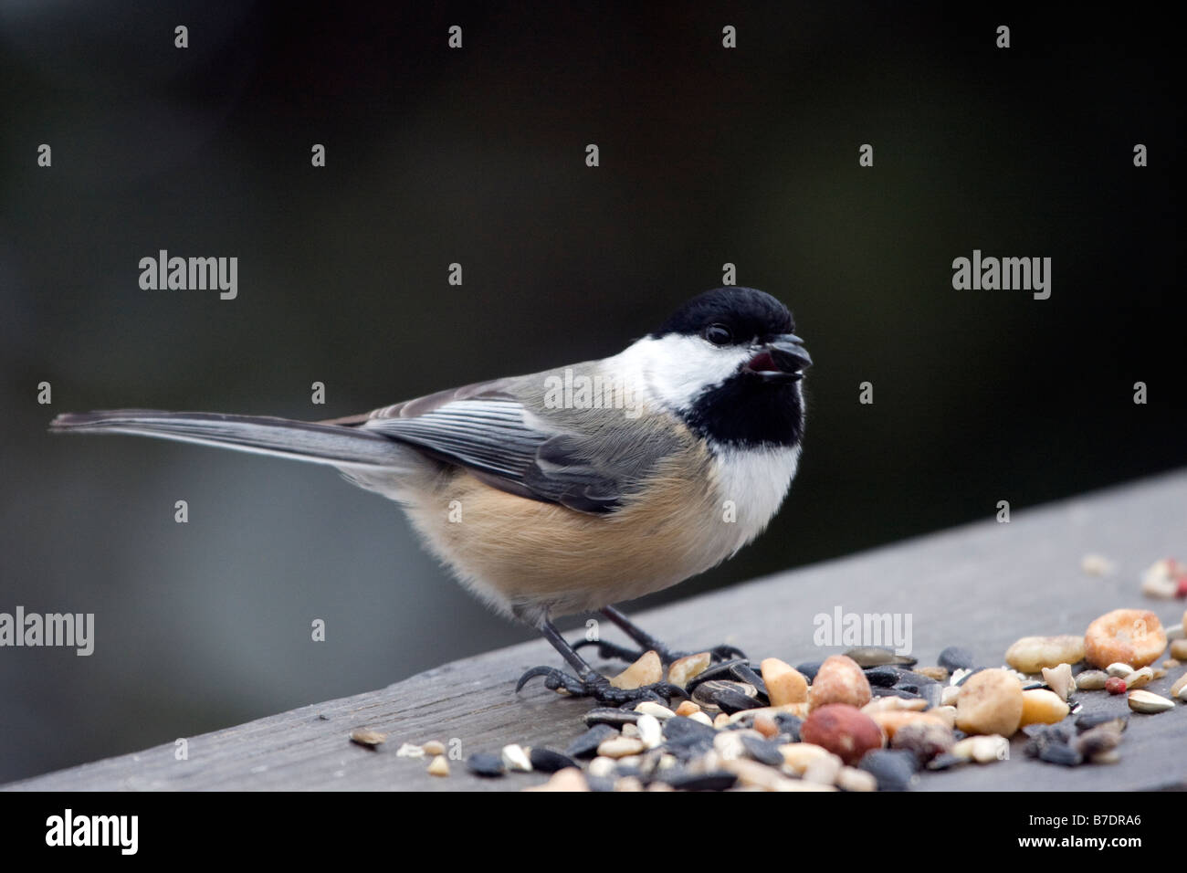 Black Capped Chickadees Stock Photos & Black Capped Chickadees Stock ...
