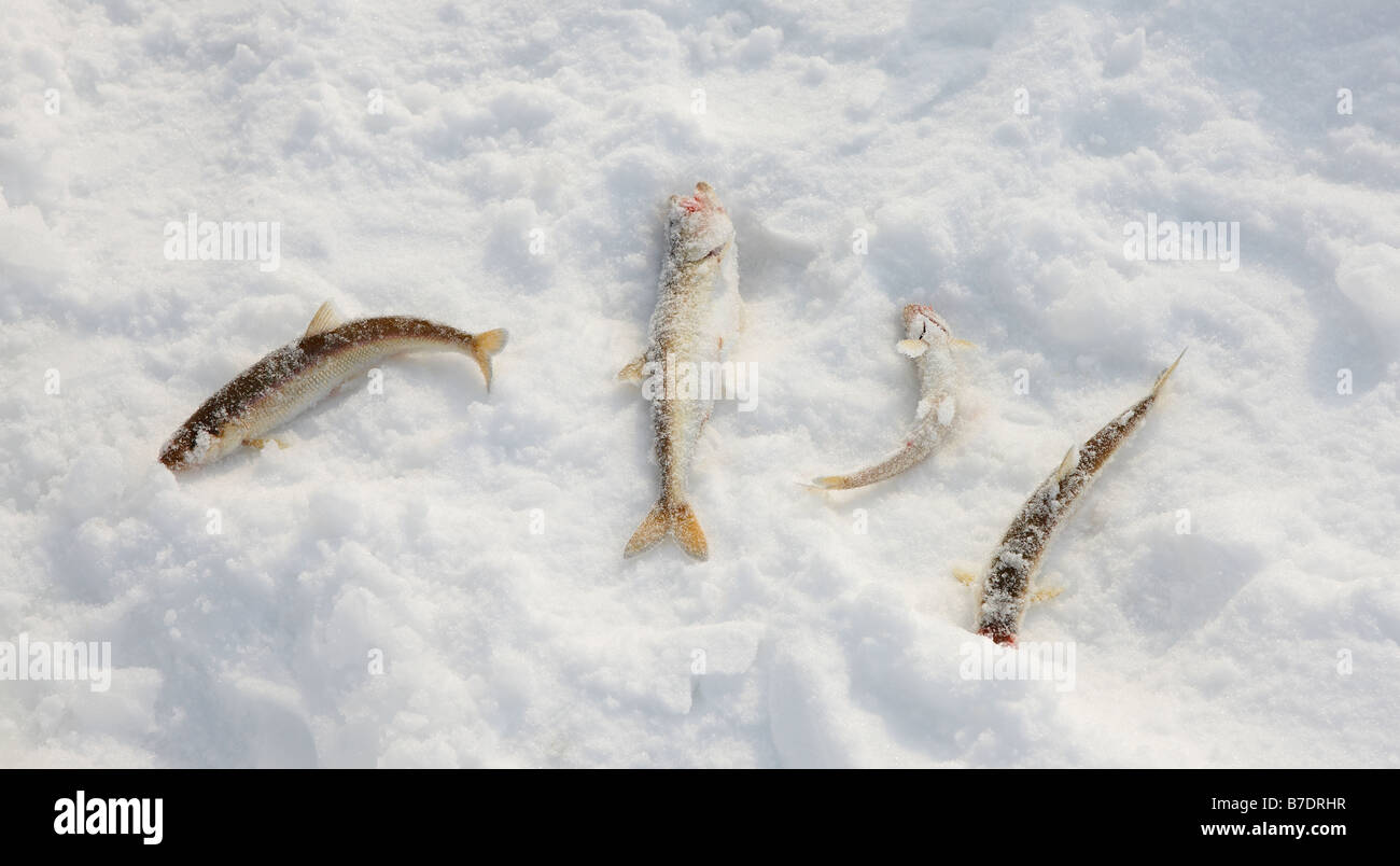 Frozen fish russia hi-res stock photography and images - Alamy