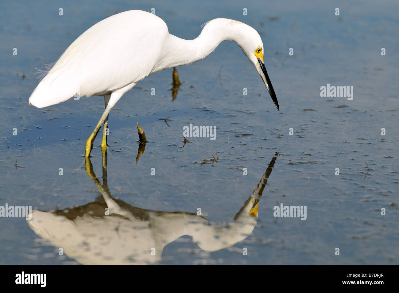 Reflection of a bird hi-res stock photography and images - Alamy