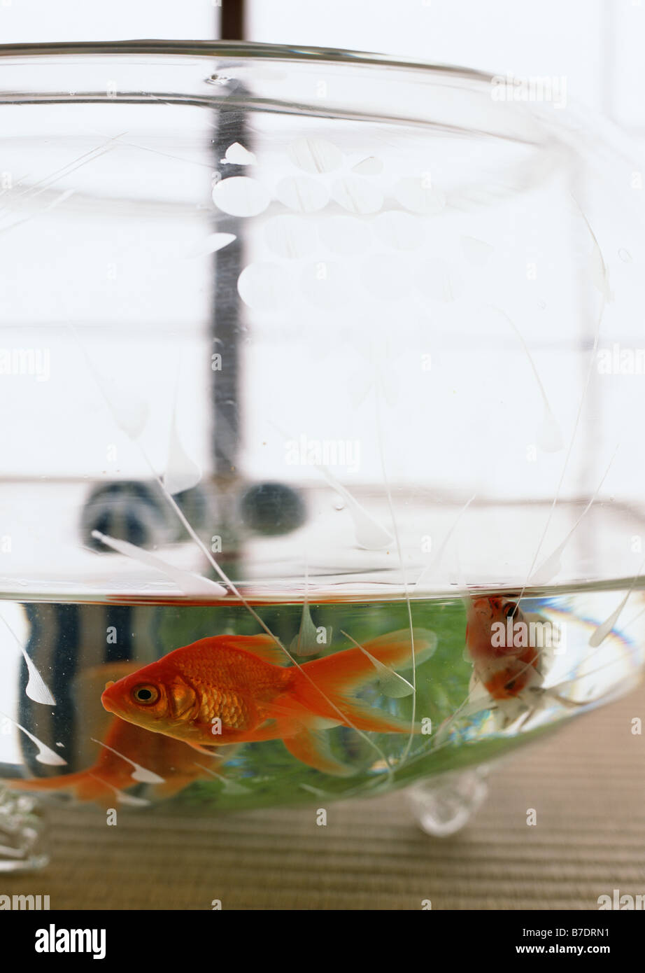 Three goldfish bowl hi-res stock photography and images - Alamy