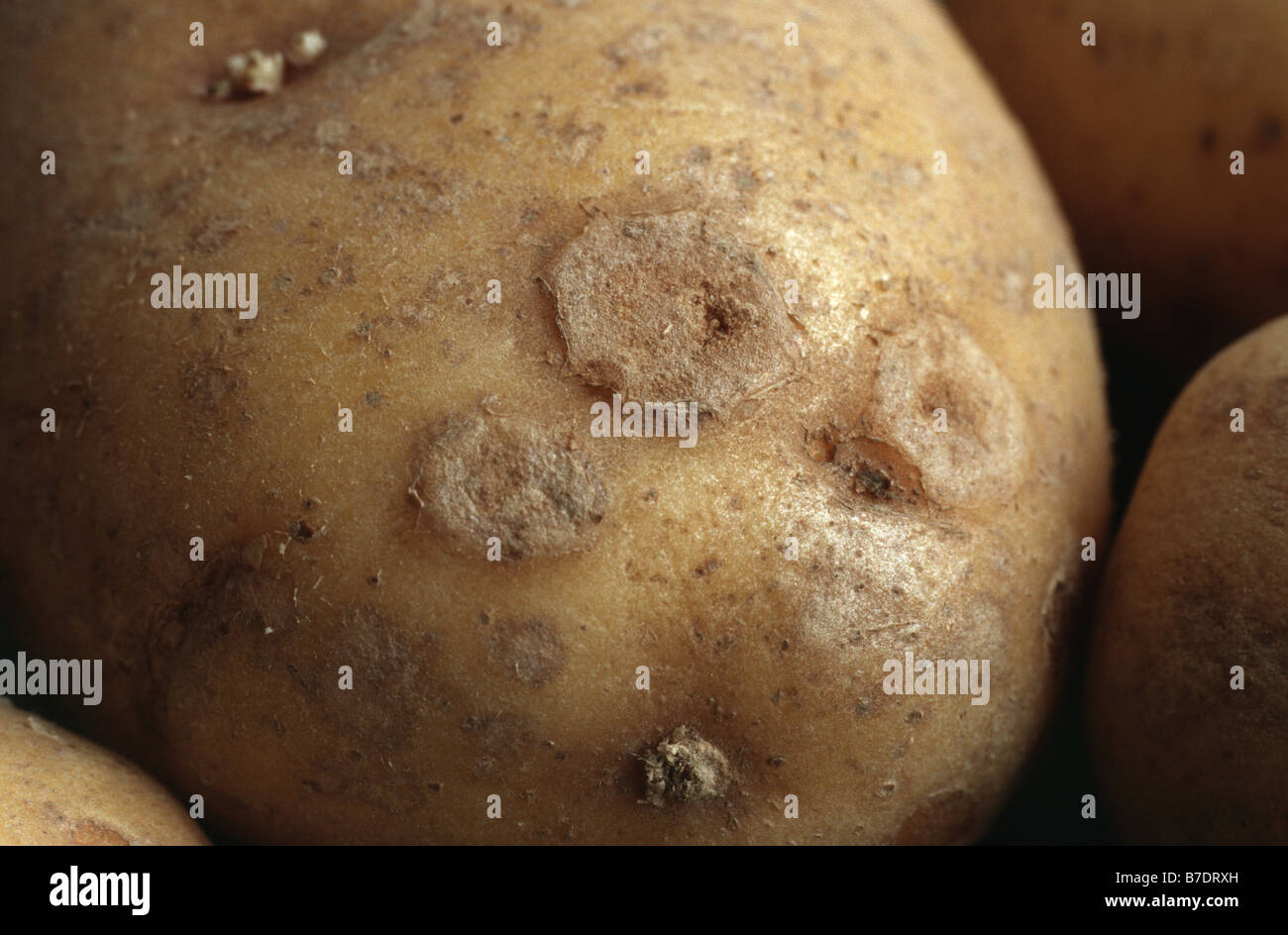 potato (Solanum tuberosum), Y virus infection Stock Photo - Alamy