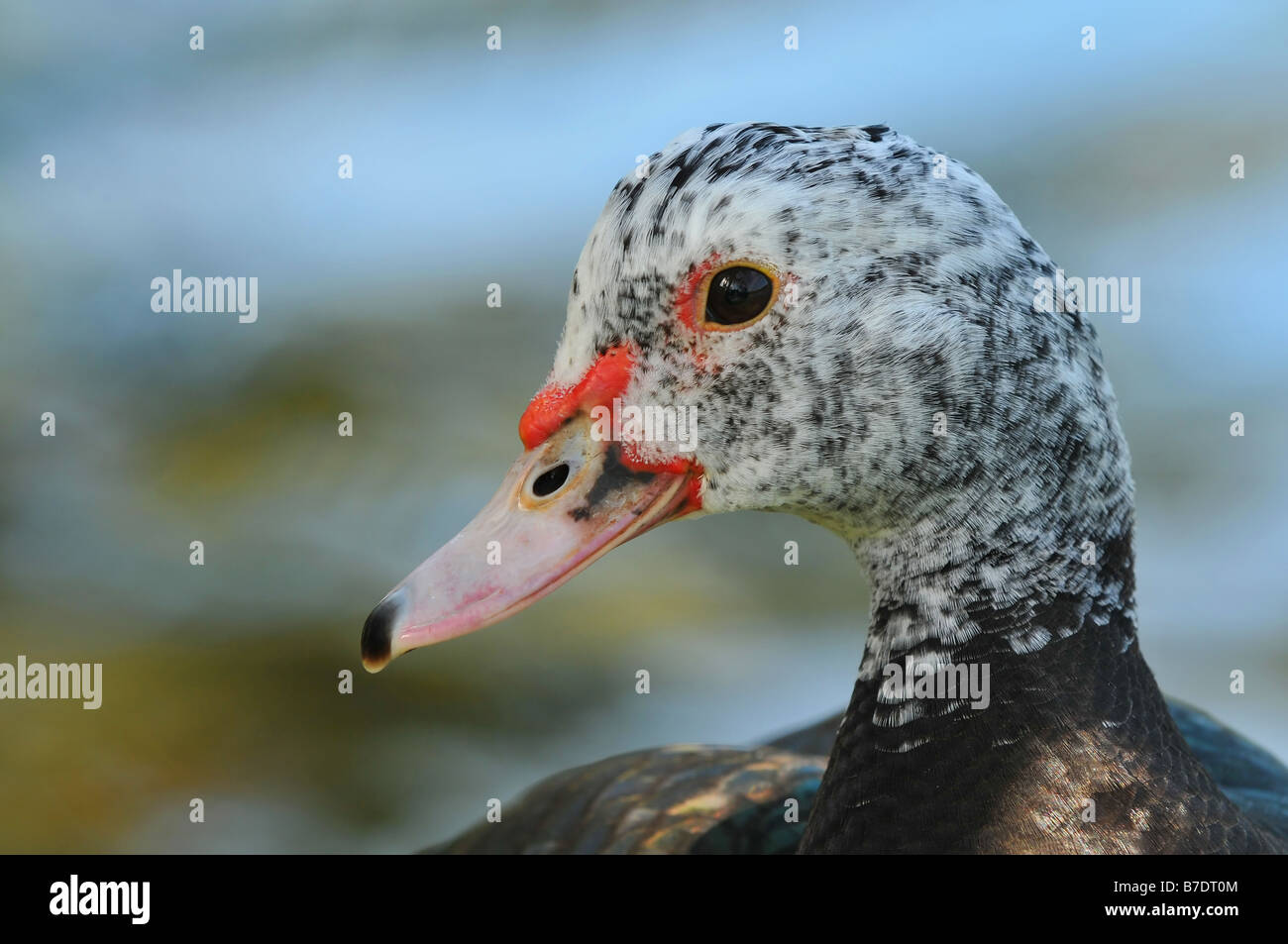 Floridas duck hi-res stock photography and images - Alamy