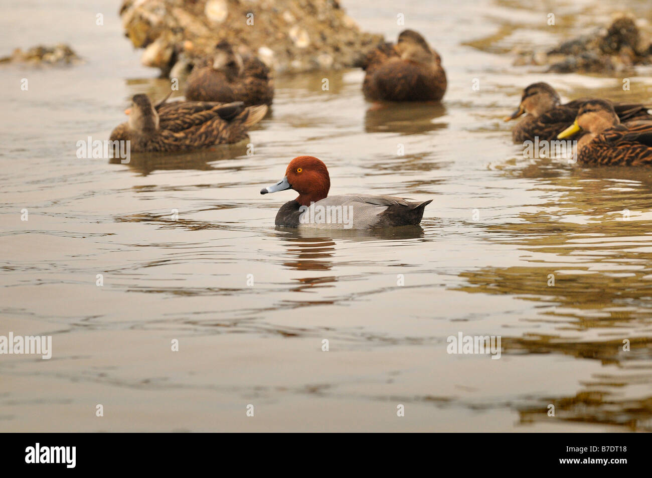 Red head duck hi-res stock photography and images - Alamy