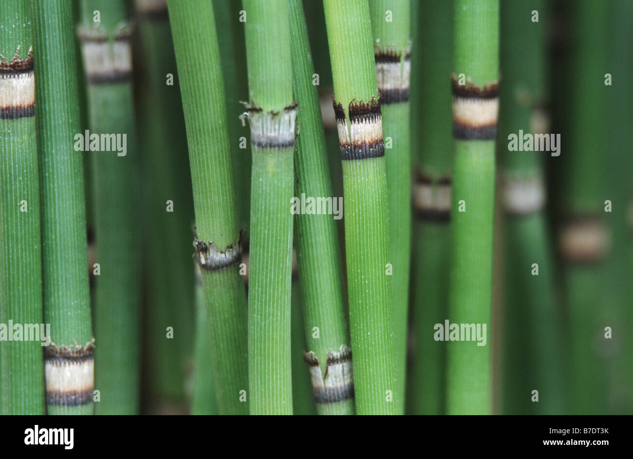 Equisetum hyemale var robustum hi-res stock photography and images - Alamy