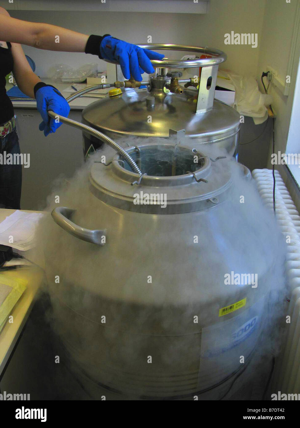 Liquid nitrogen is being filled into container in a genetic ...