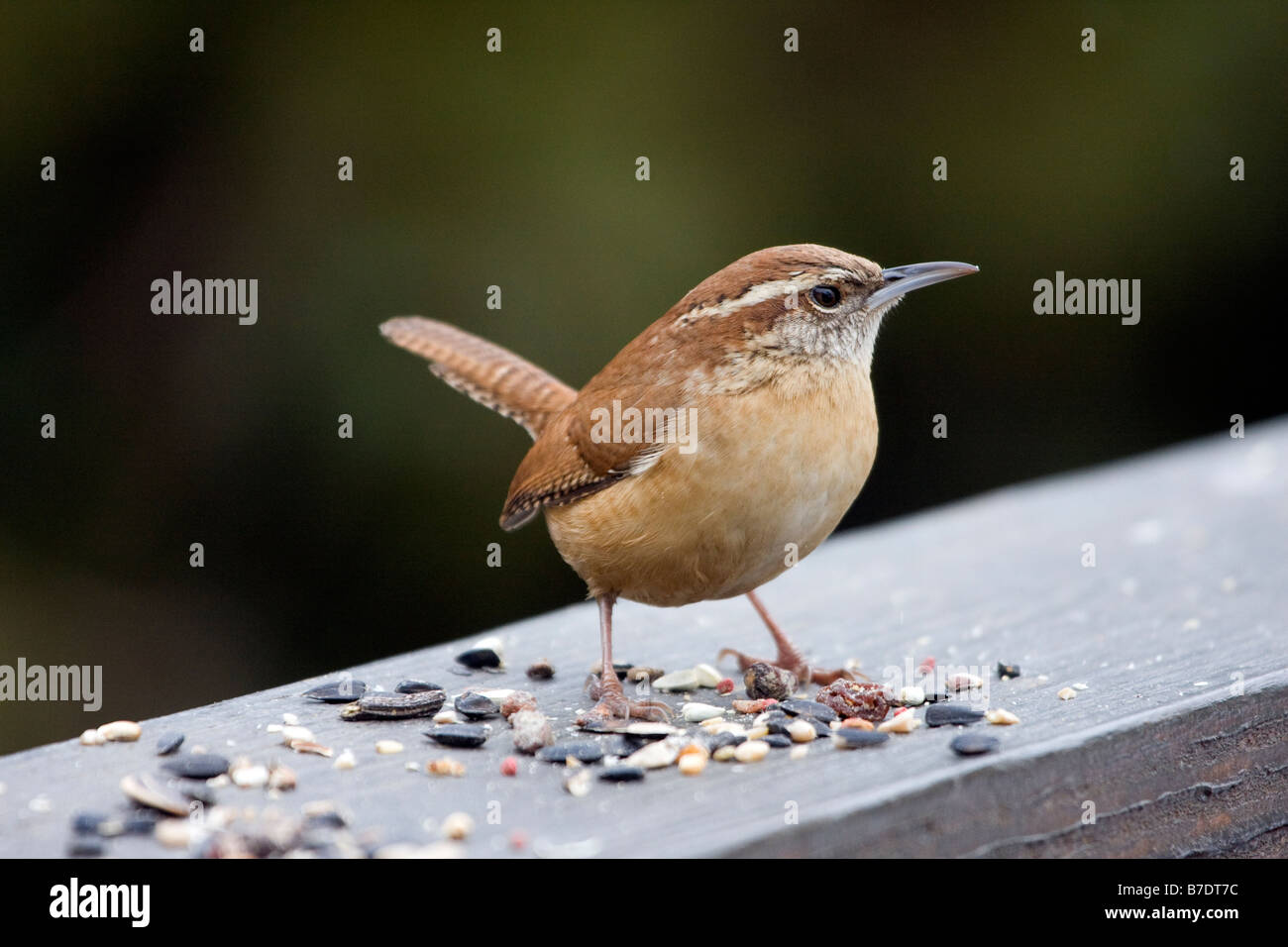 Wren eating hi-res stock photography and images - Alamy