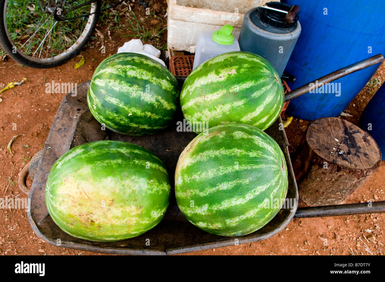 Watermelon on hot day hi-res stock photography and images - Alamy
