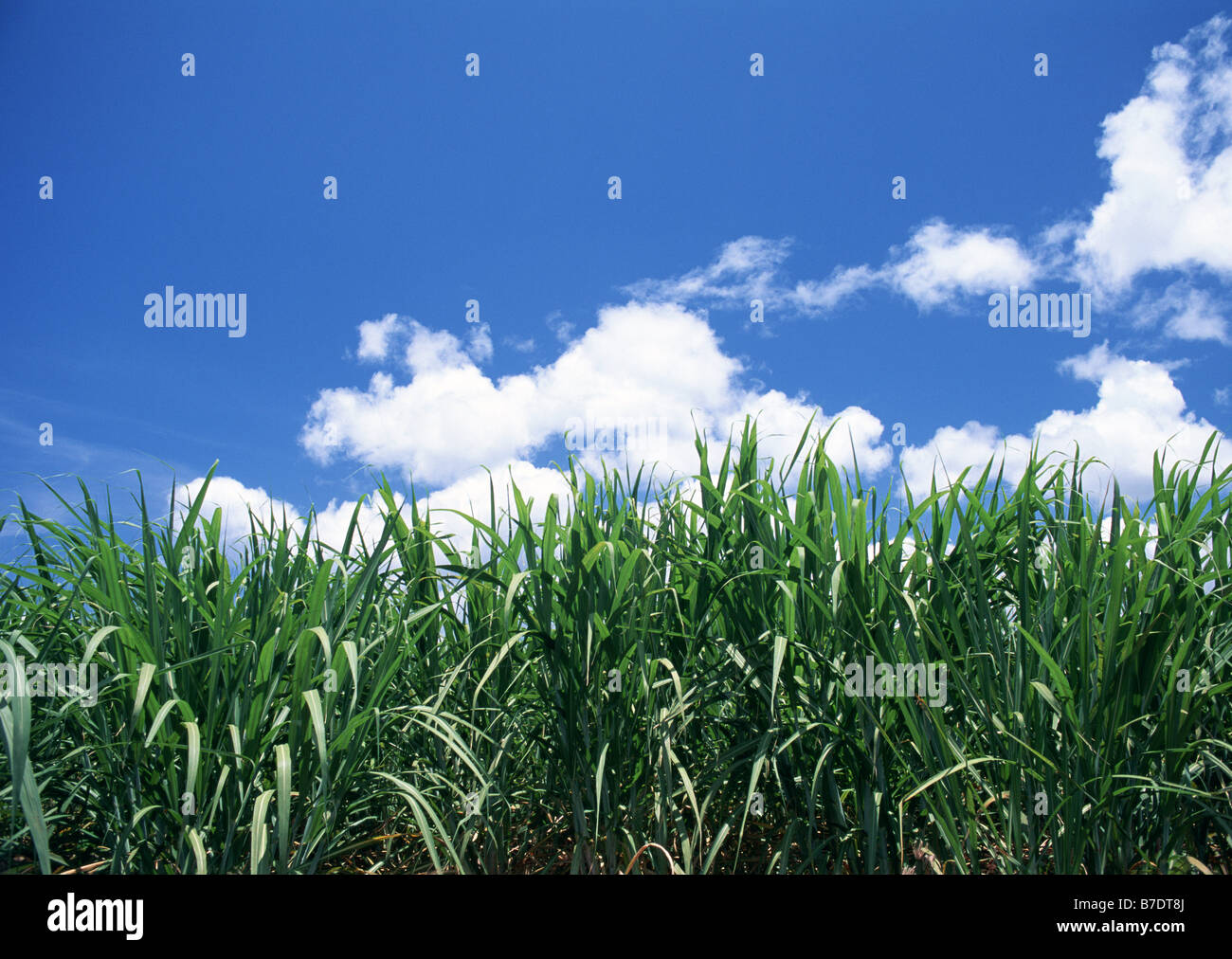 Sugar Cane Field Stock Photo - Alamy