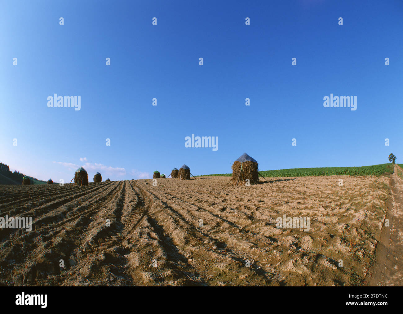 Village pea field hi-res stock photography and images - Alamy