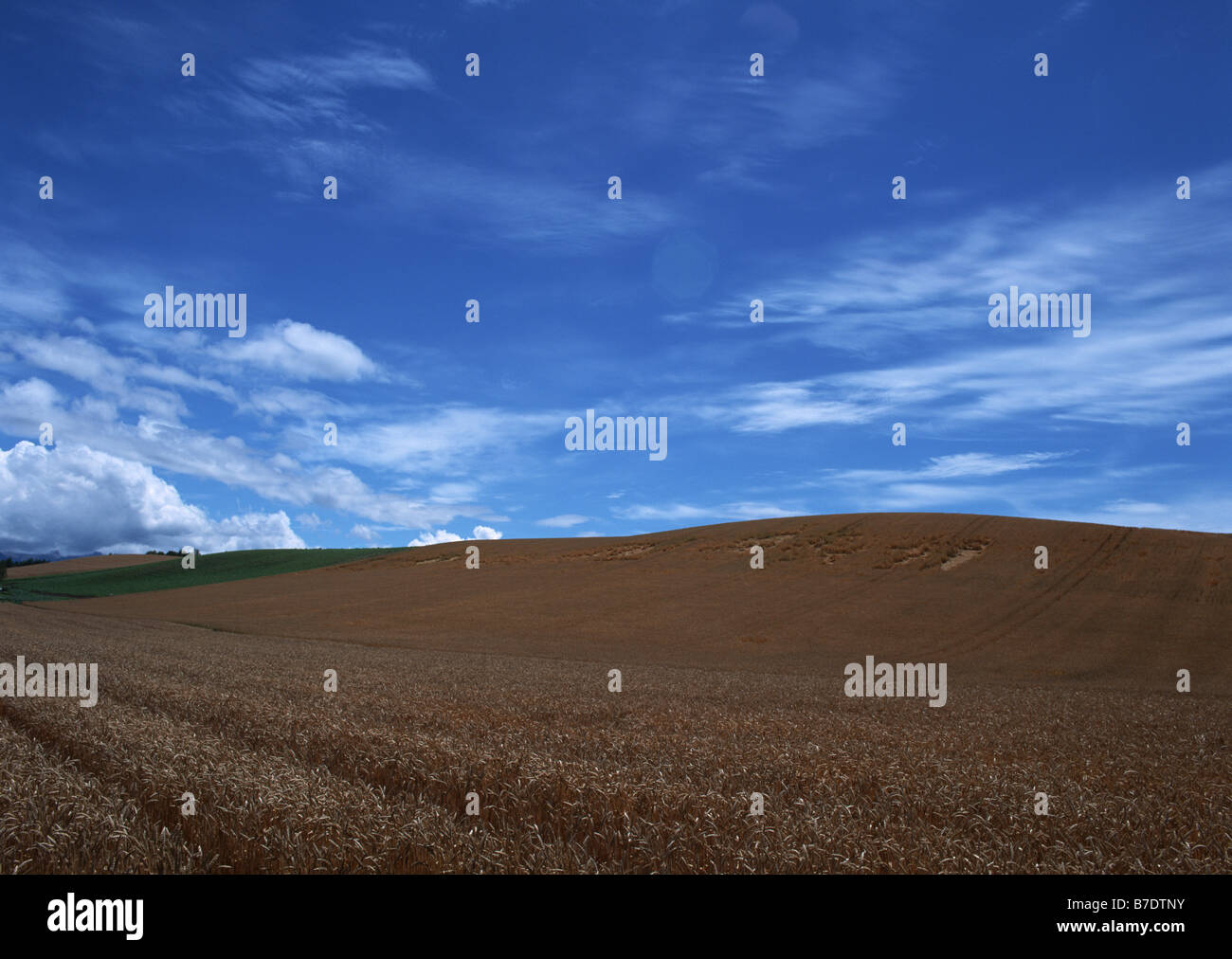 Sorachi hokkaido hi-res stock photography and images - Alamy