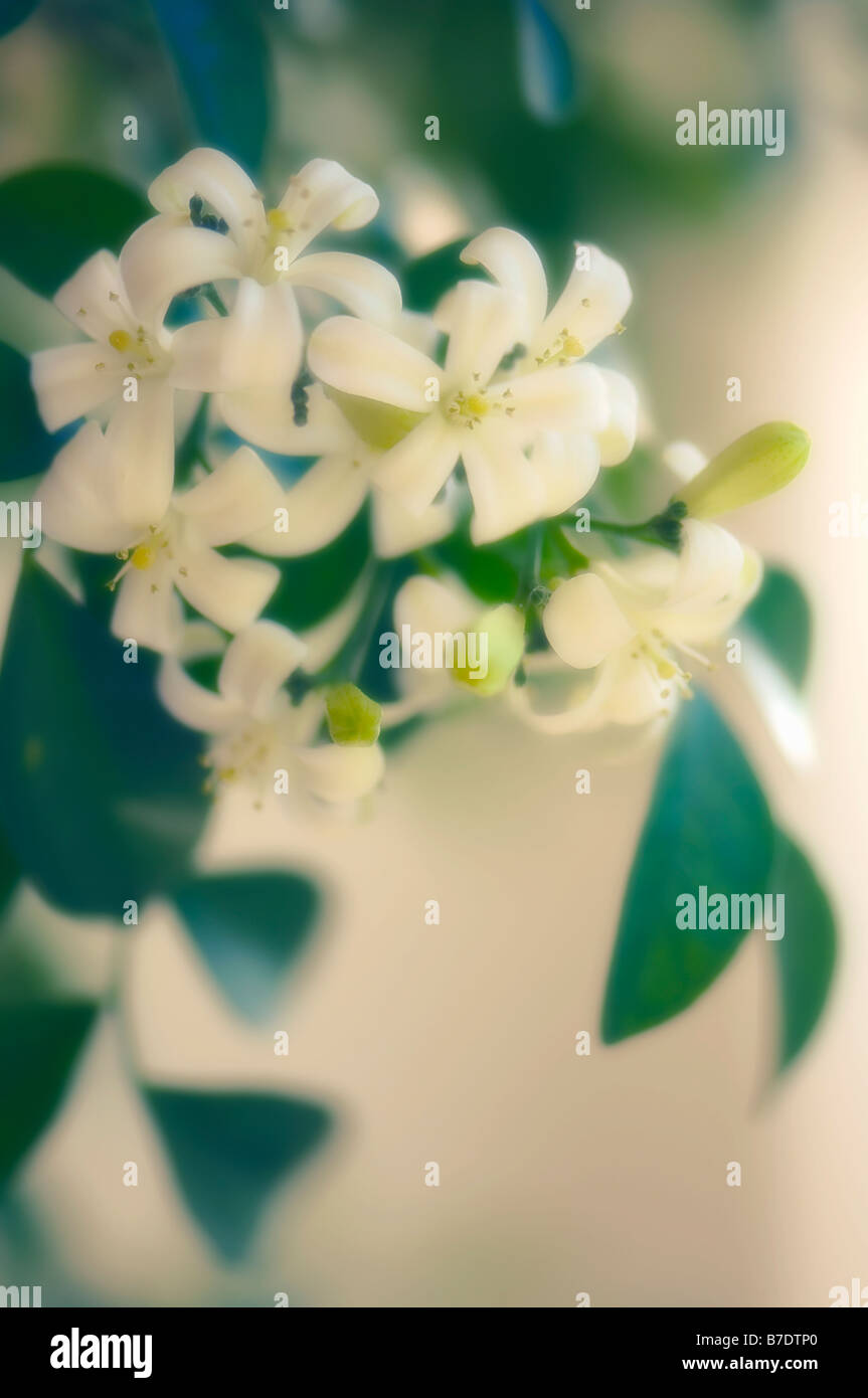 White Fragrant Flowers of Murraya paniculata. Orange Jessamine Stock ...