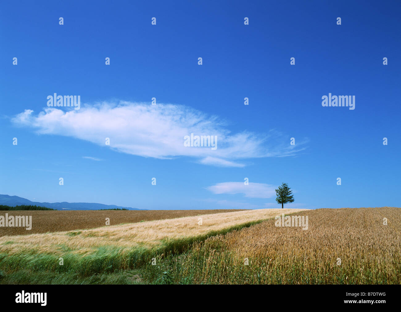 Sorachi hokkaido japan hi-res stock photography and images - Alamy