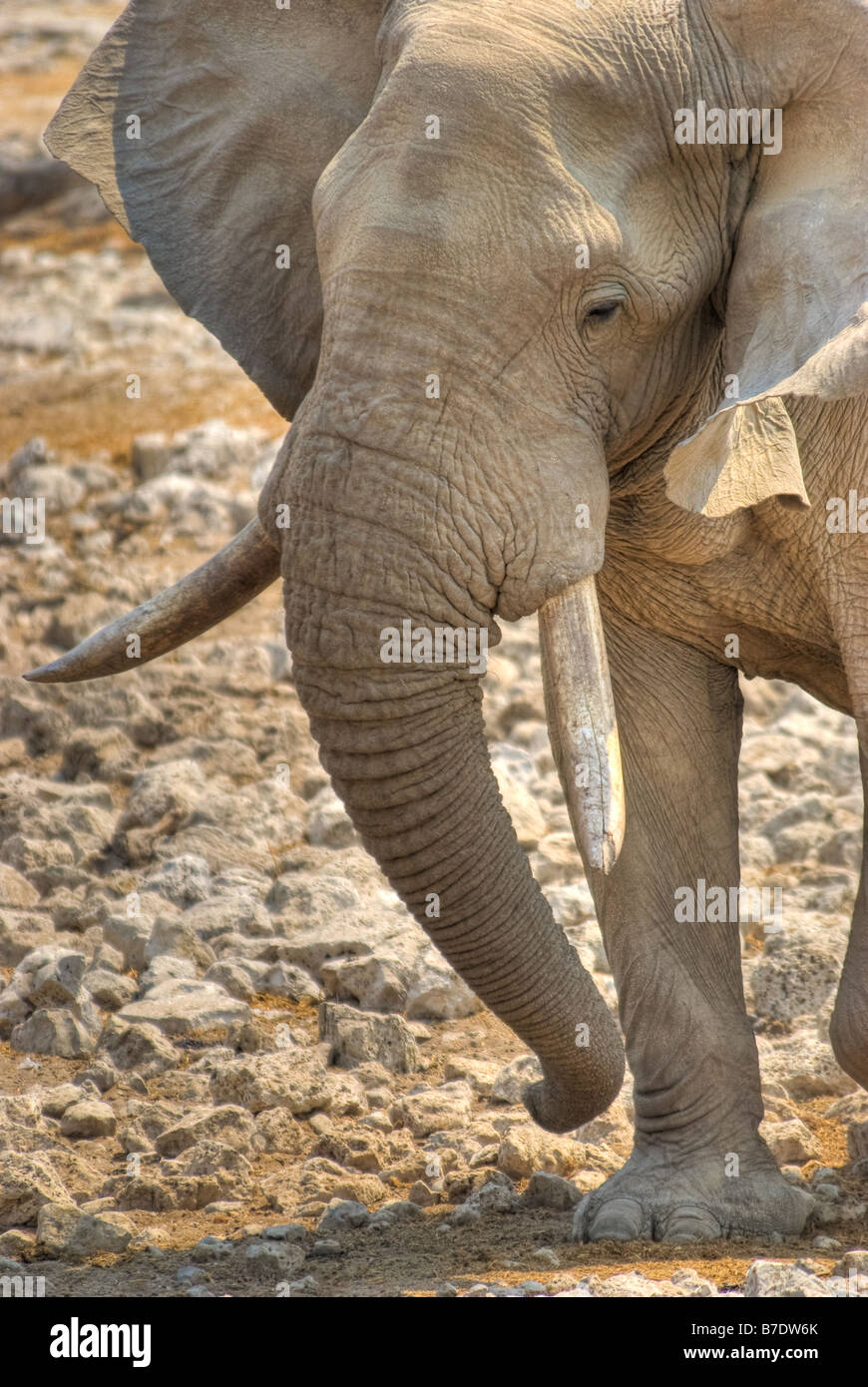 African elephant location hi-res stock photography and images - Alamy