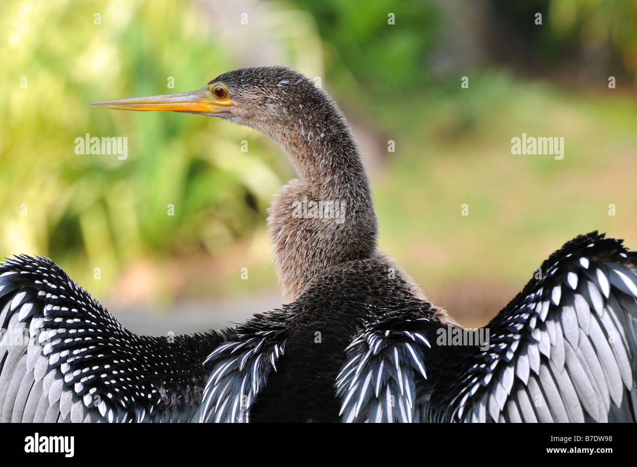 Anhinga wings spread hi-res stock photography and images - Alamy