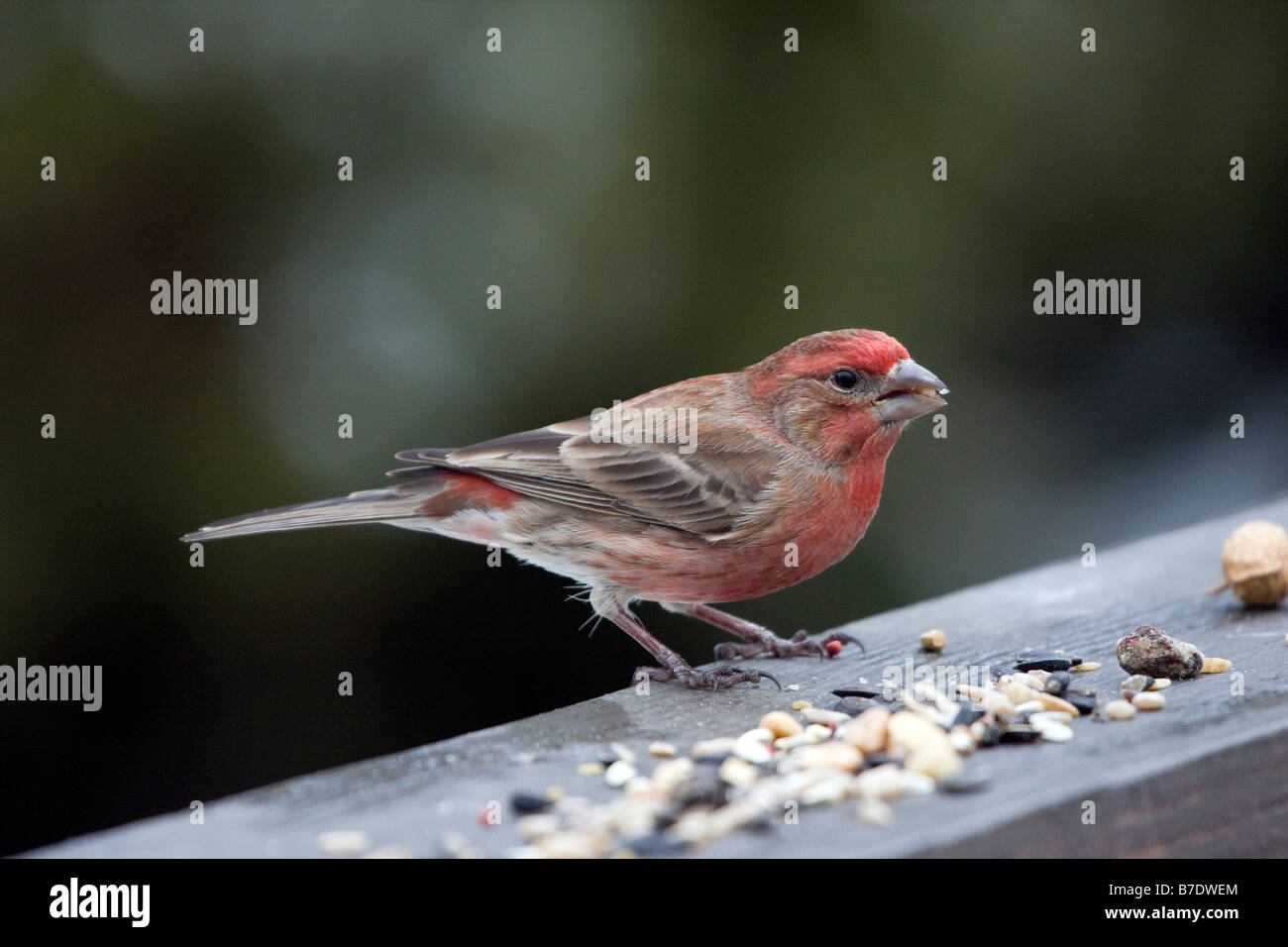 House Finch male Stock Photo - Alamy