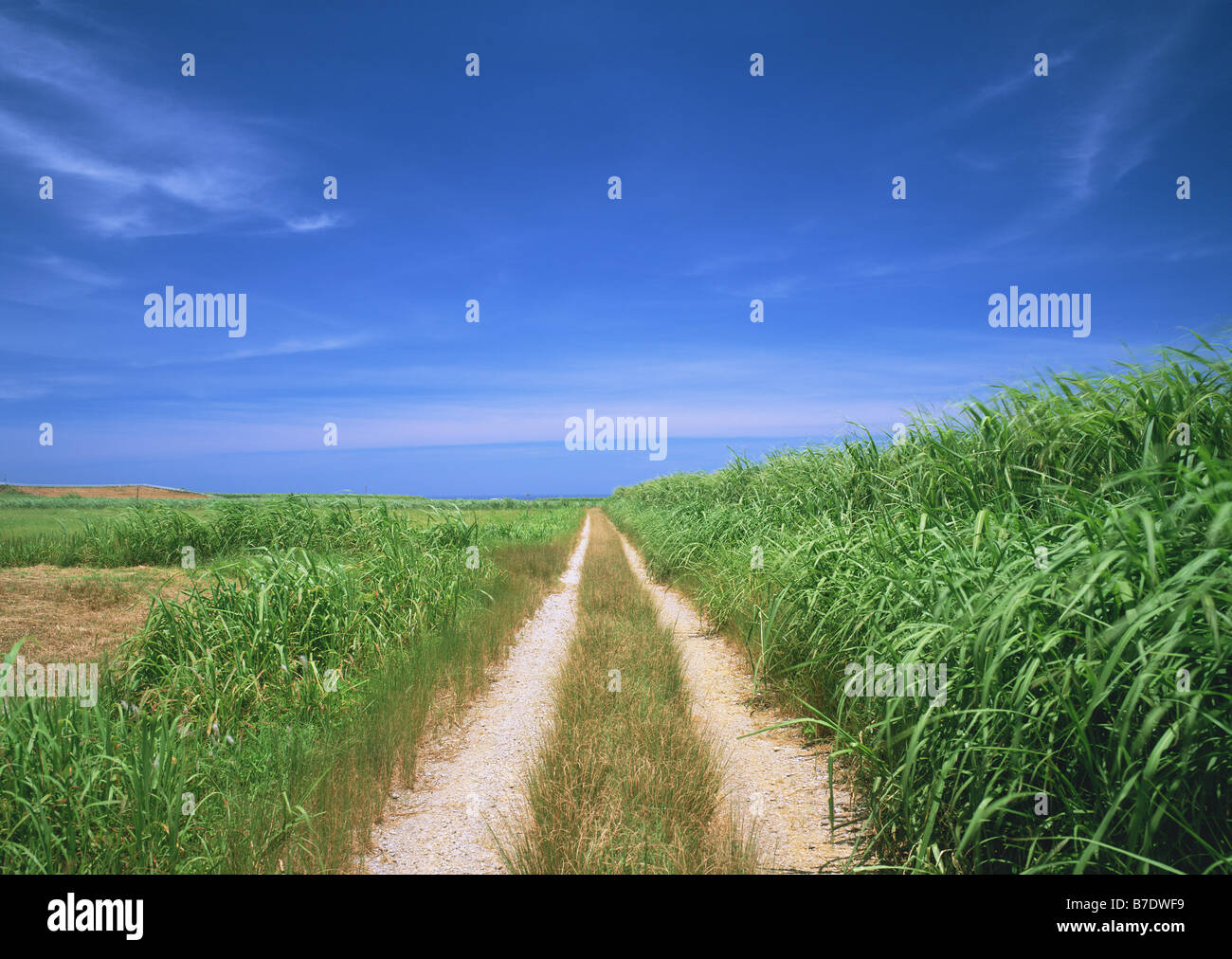Sugar Cane Field Stock Photo - Alamy