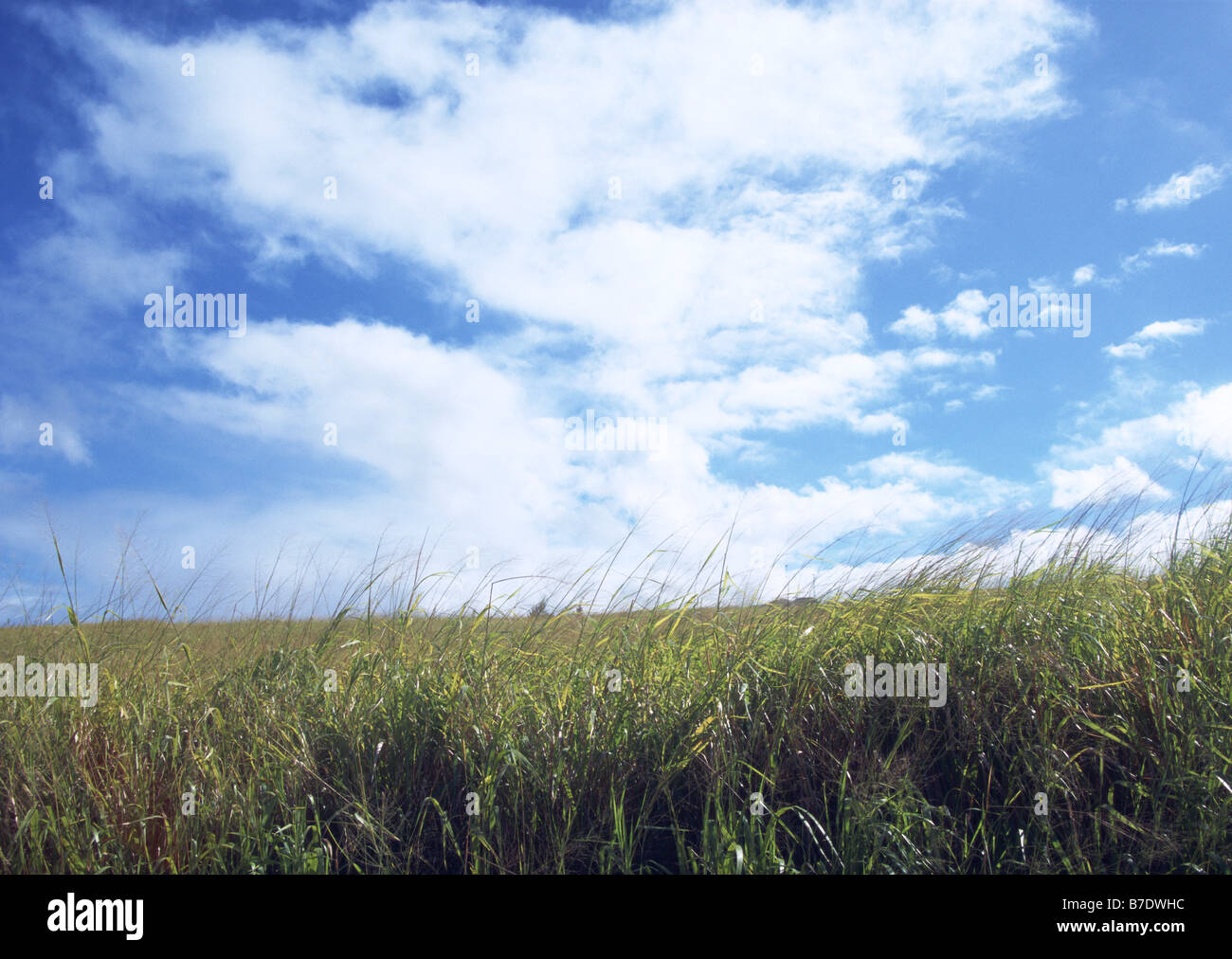 Grassy taste hi-res stock photography and images - Alamy