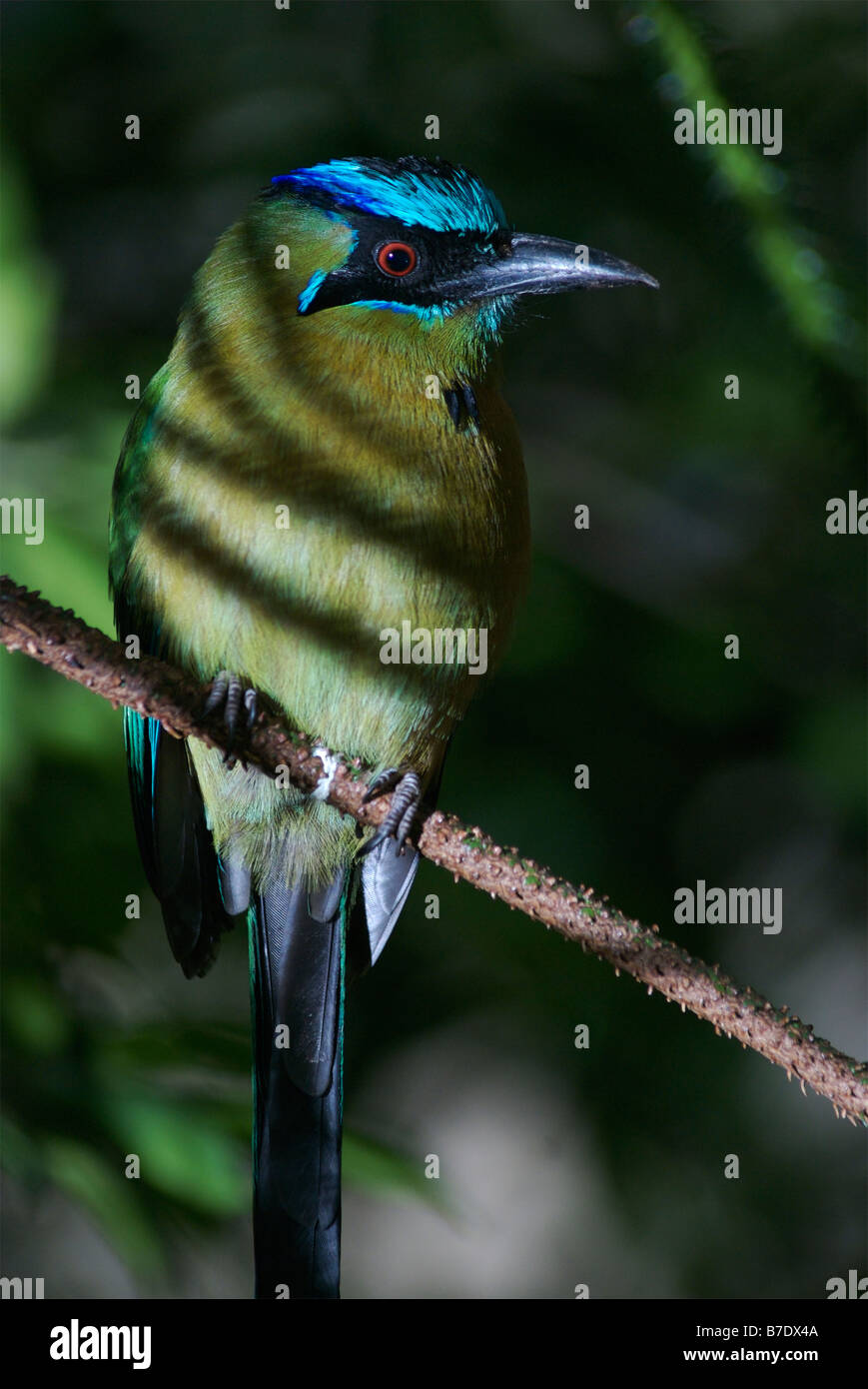 Motmot bird hi-res stock photography and images - Alamy