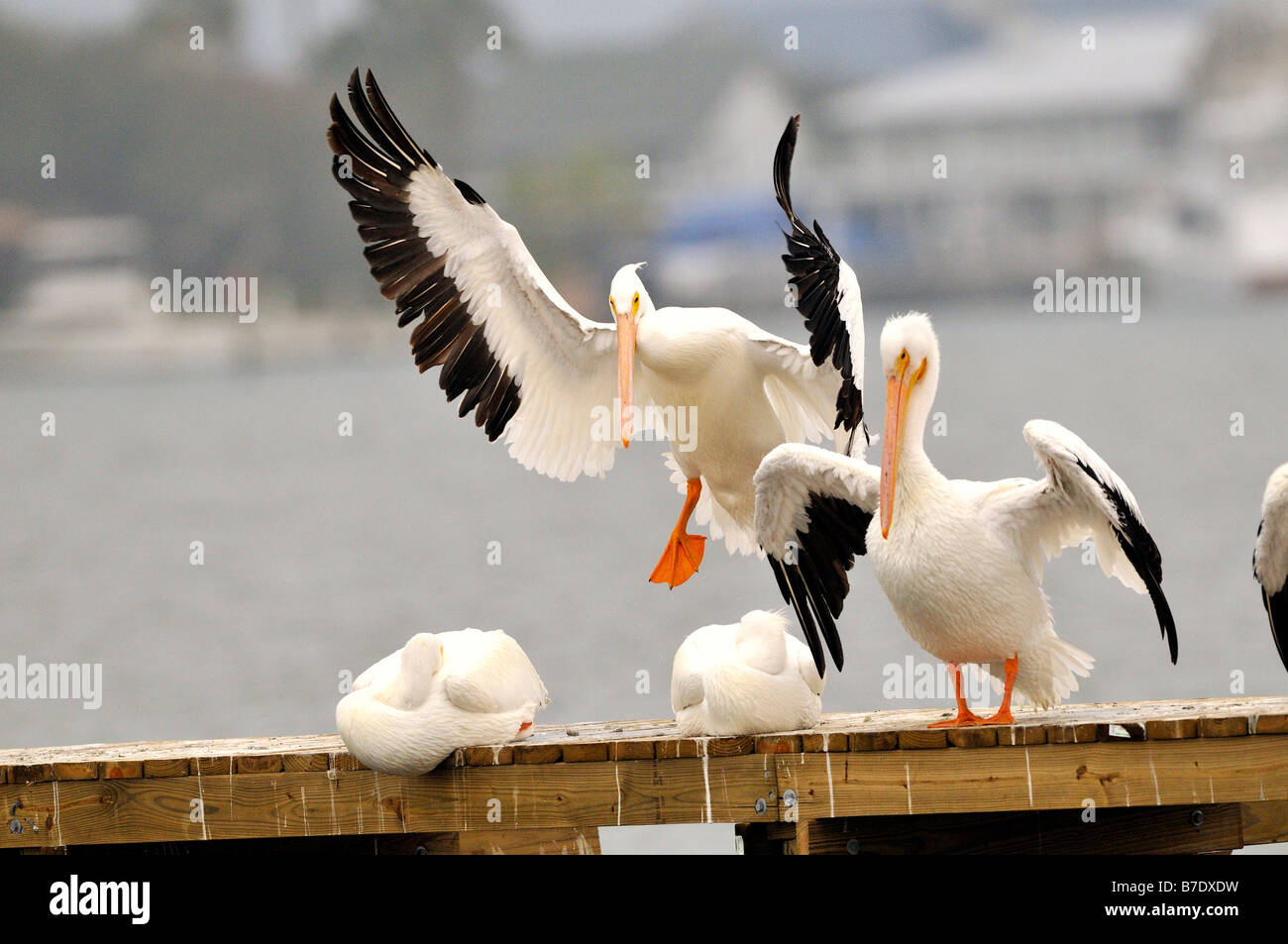 American white pelican migration hi-res stock photography and images ...