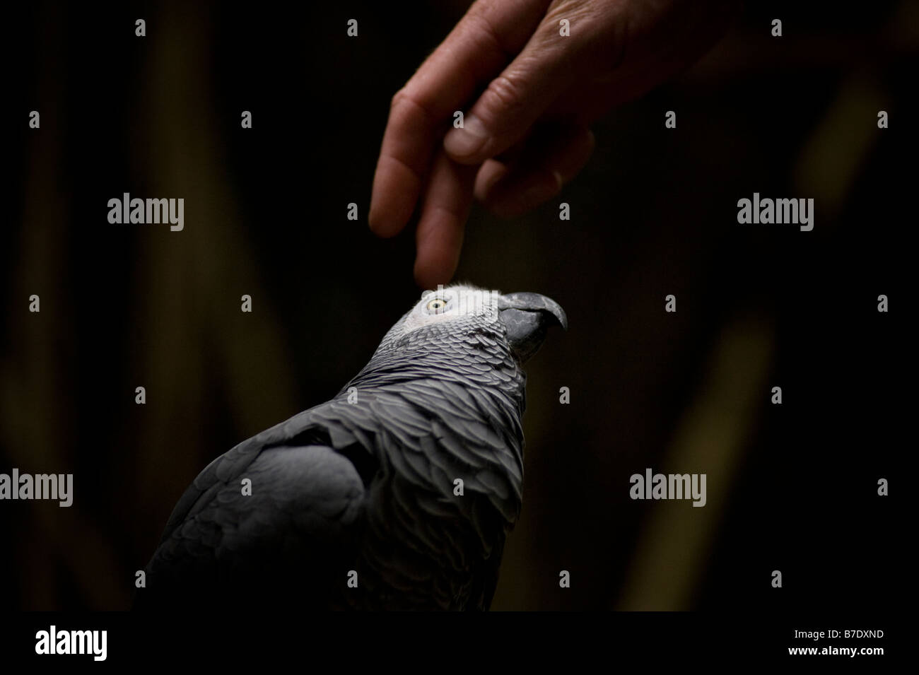 African grey parrot in large aviary hi-res stock photography and images ...