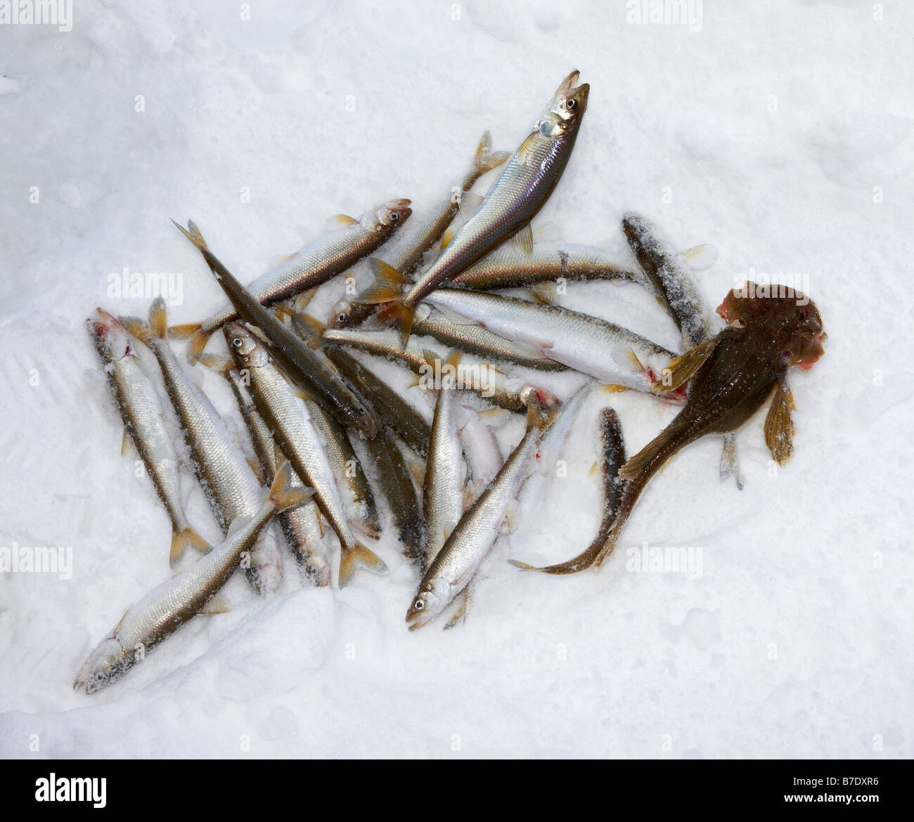 Ice fishing for smelts, Anadyr Chukotka, Siberia Russia Stock Photo - Alamy