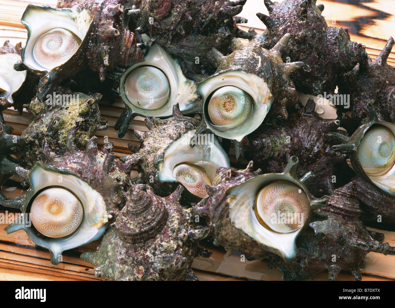 Turban shell hi-res stock photography and images - Alamy