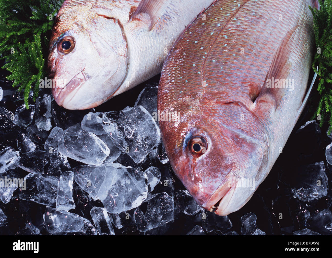 Red Sea Bream Stock Photo - Alamy