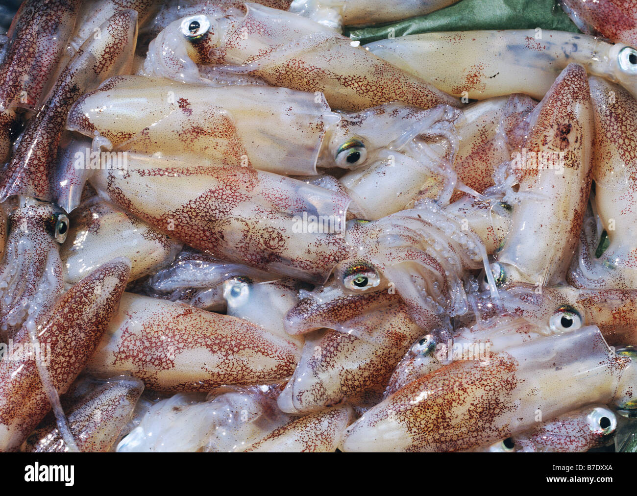 Firefly squid hi-res stock photography and images - Alamy