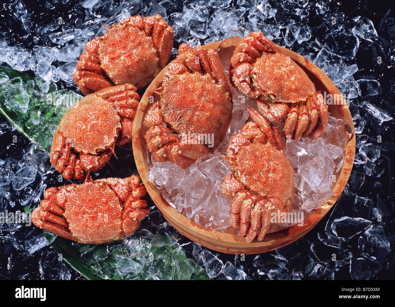 Horsehair crab hi-res stock photography and images - Alamy