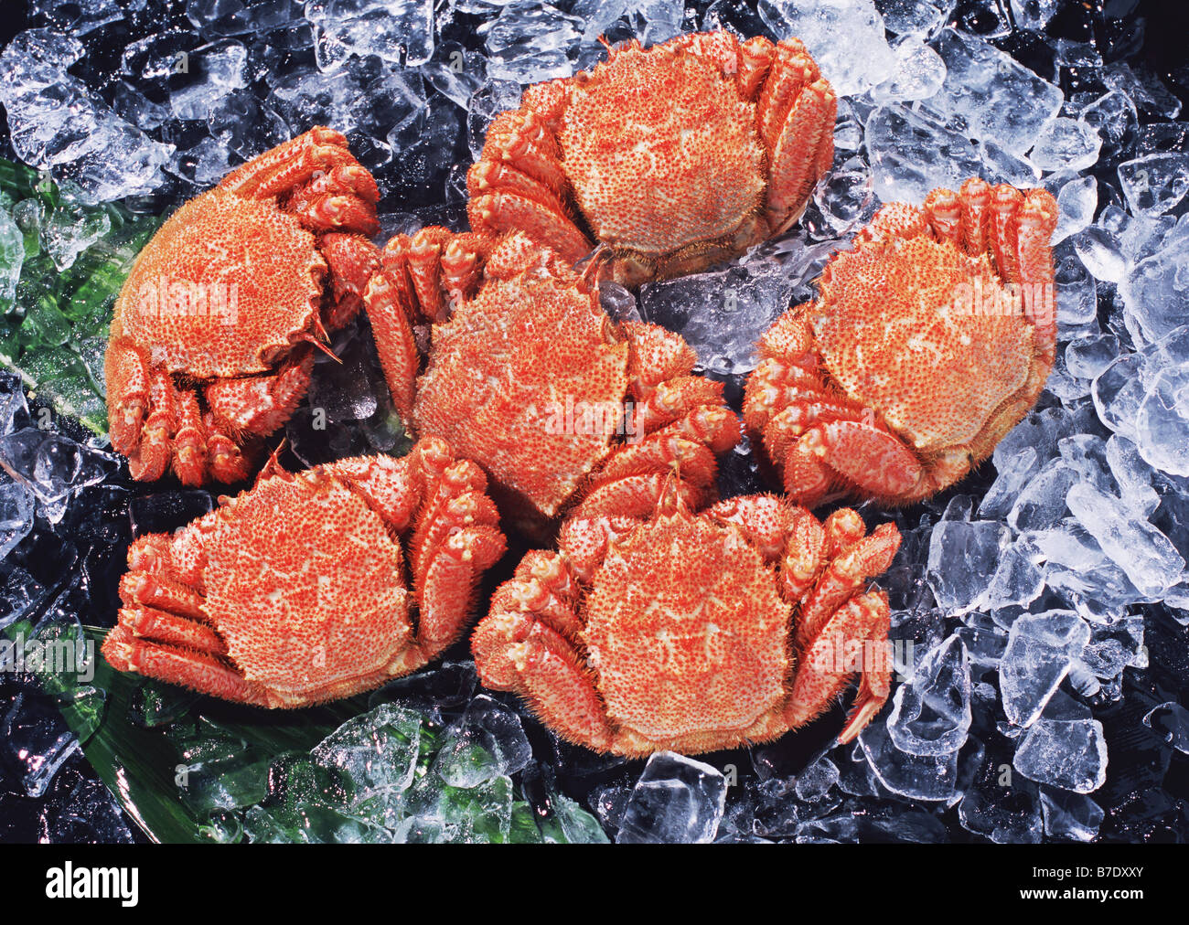 Horsehair crab hi-res stock photography and images - Alamy