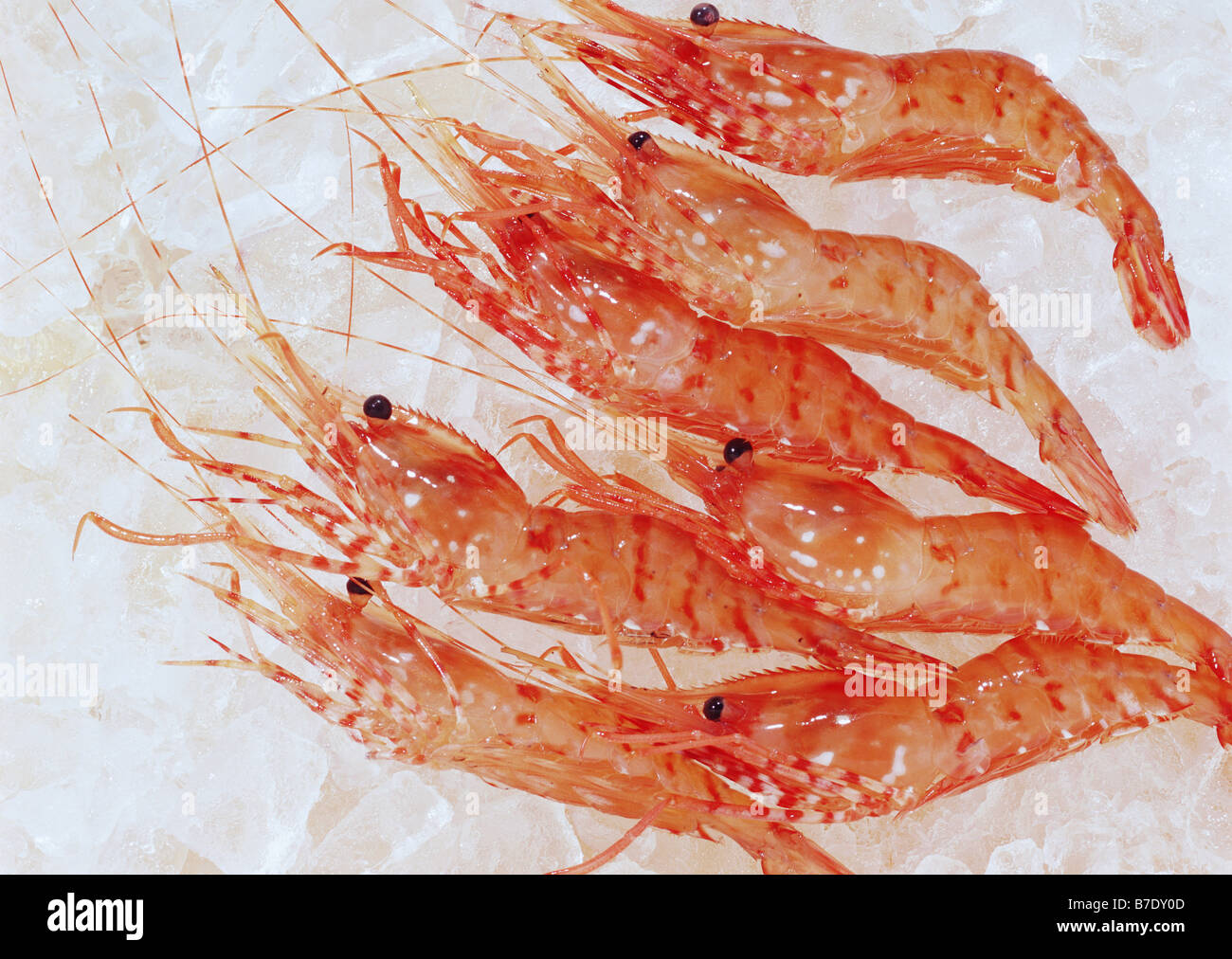 Botan shrimp hi-res stock photography and images - Alamy