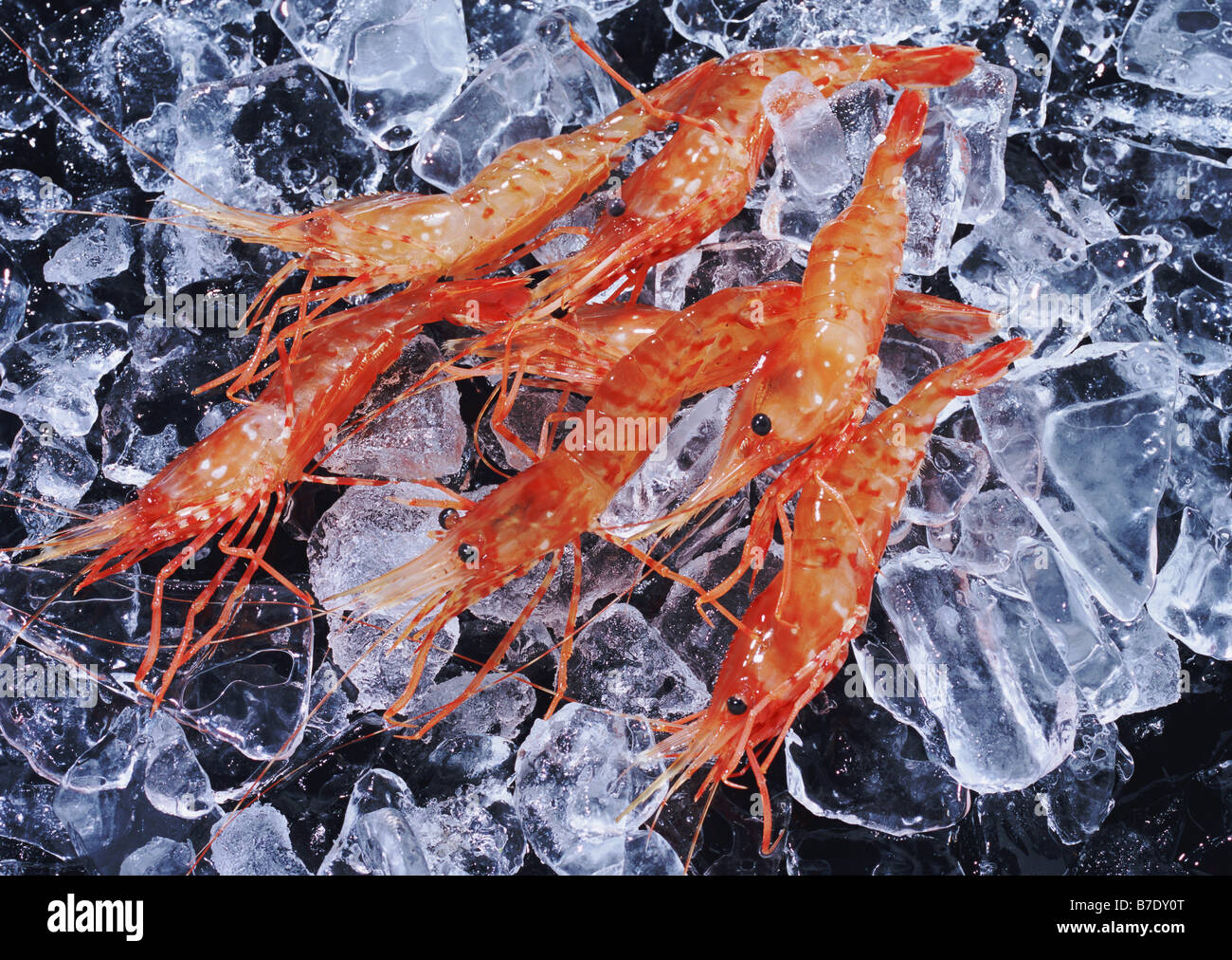 Corn Stripe Shrimp Stock Photo - Alamy