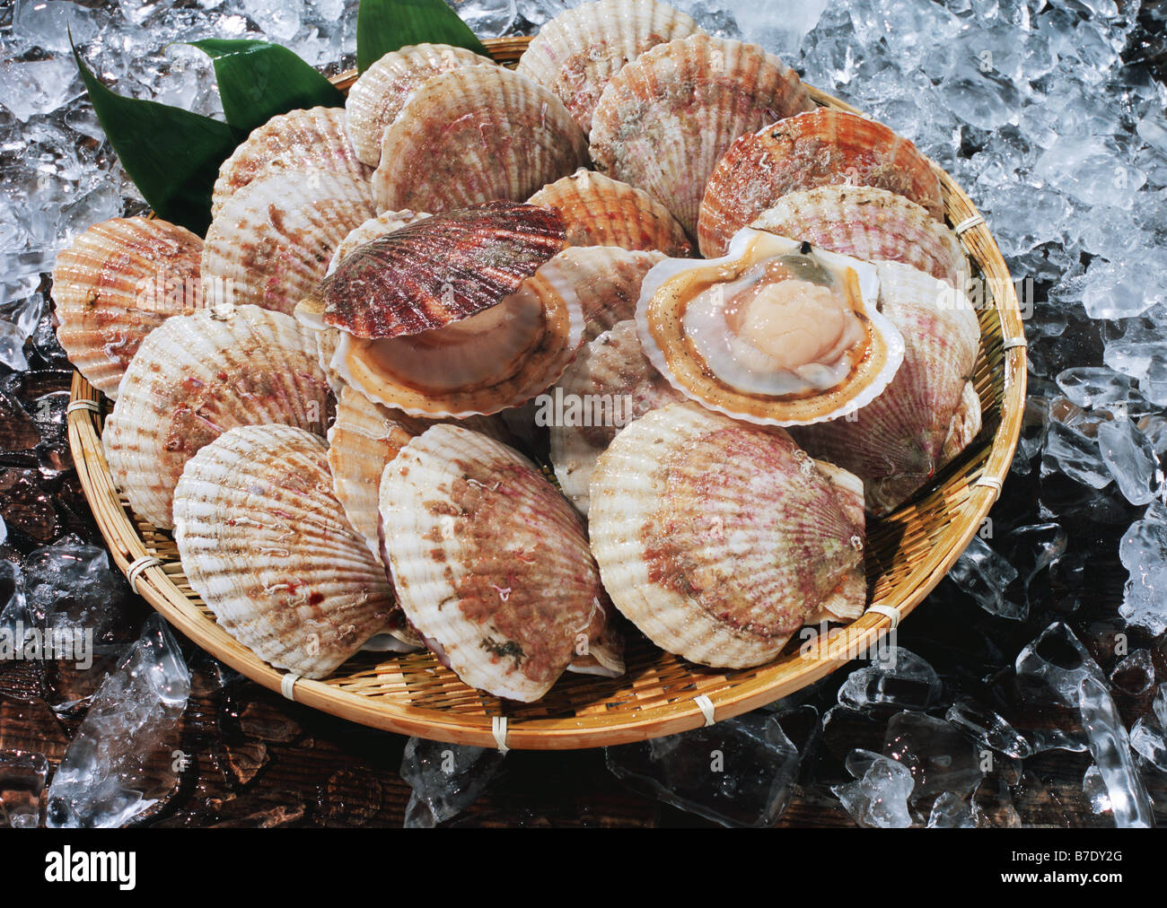 Scallop tool hi-res stock photography and images - Alamy