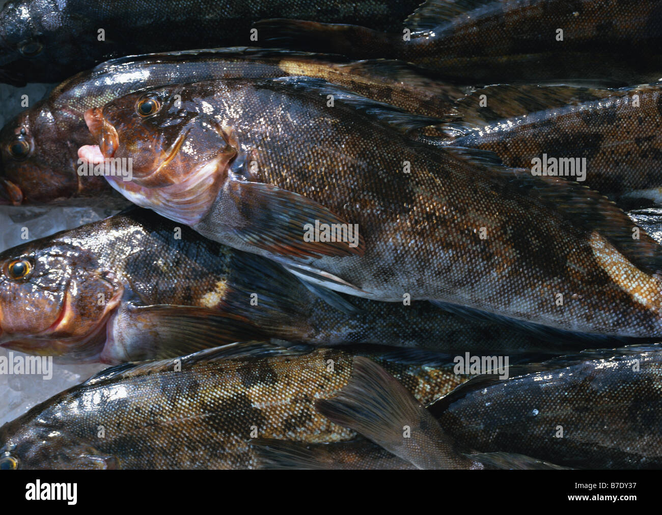Greenling fish hi-res stock photography and images - Alamy