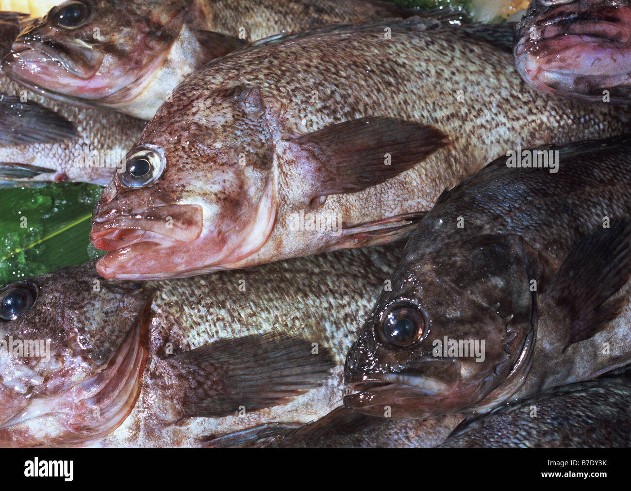 Sebastes trivittatus hi-res stock photography and images - Alamy