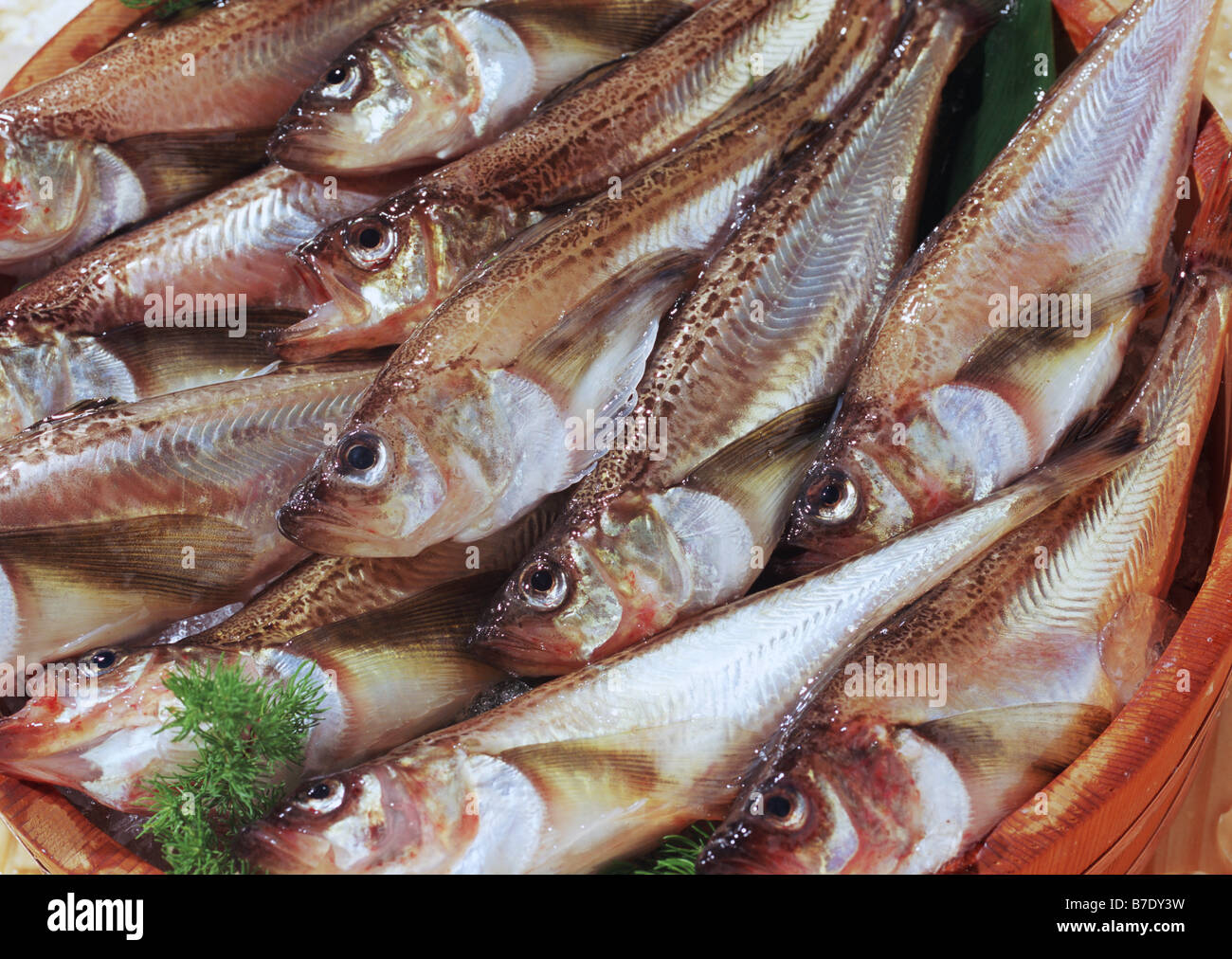 Sandfish hi-res stock photography and images - Alamy
