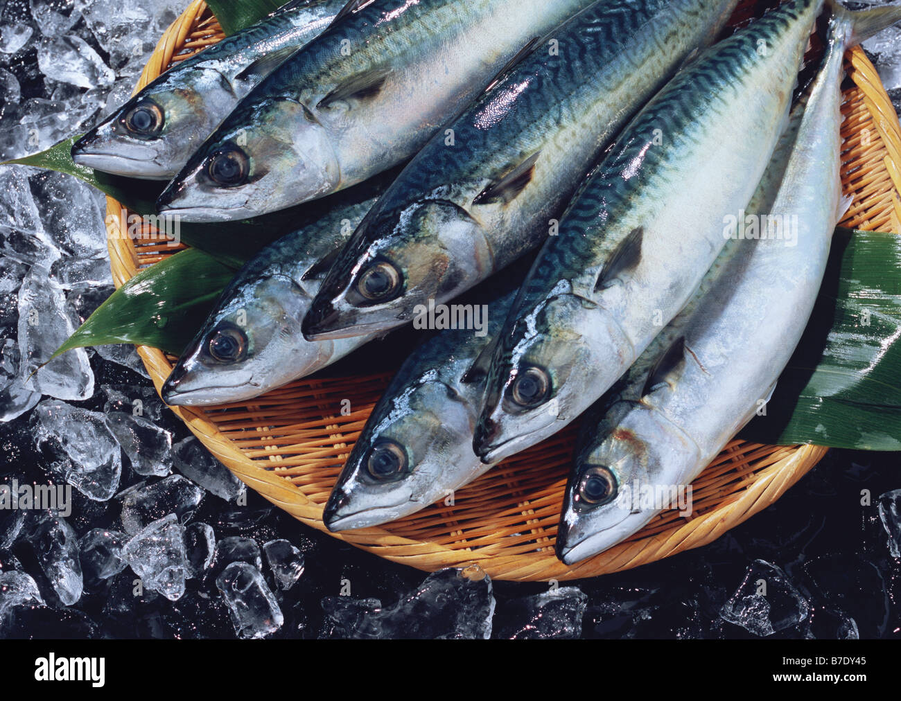 Common mackerel hi-res stock photography and images - Alamy