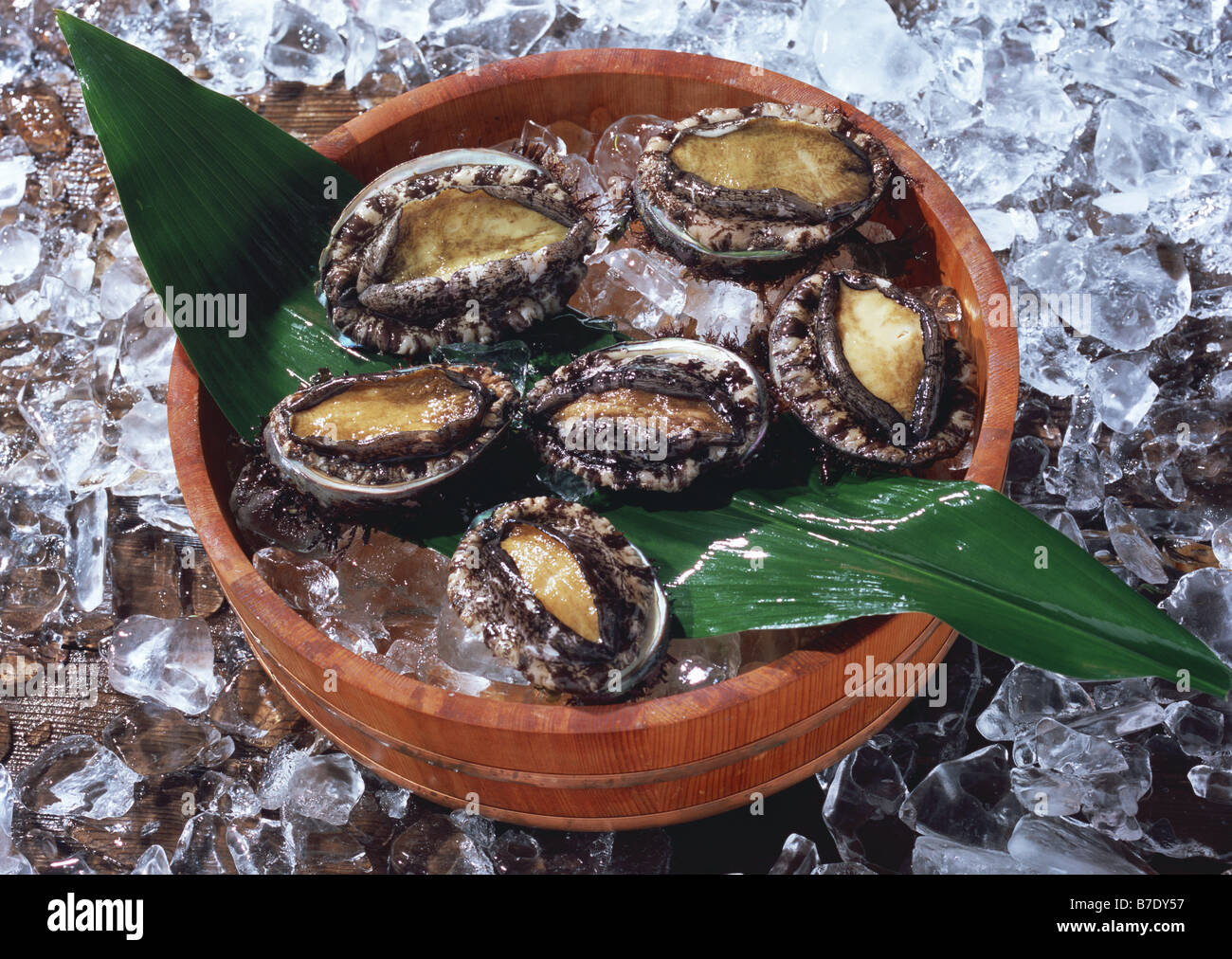 Abalones hi-res stock photography and images - Alamy