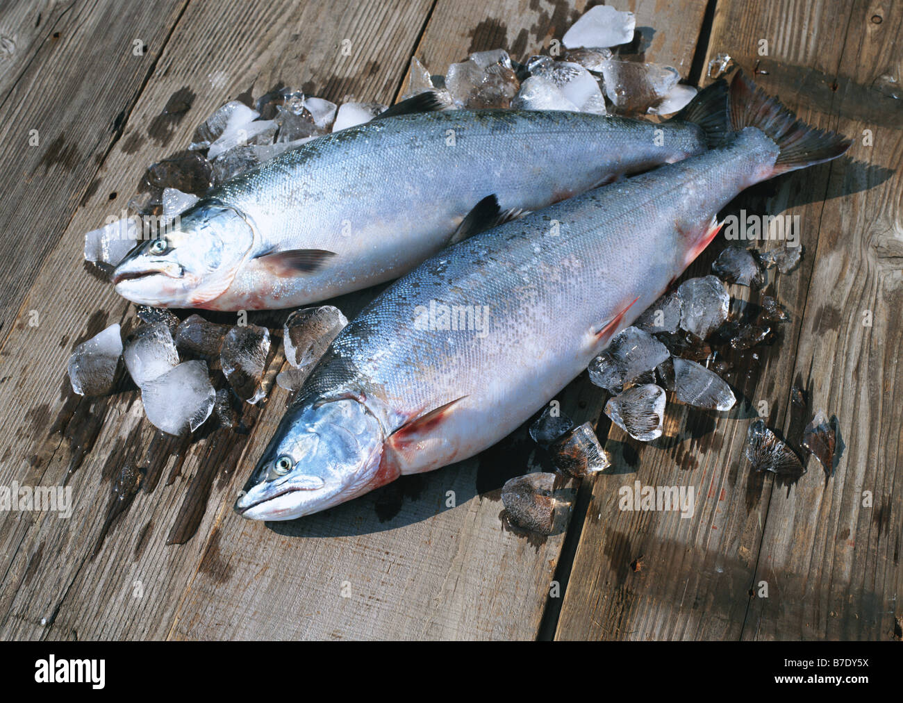 Masu salmon hi-res stock photography and images - Alamy