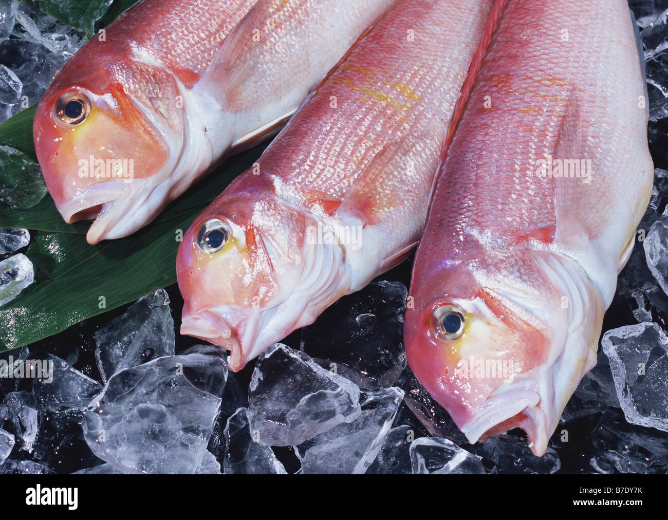 Tilefish hi-res stock photography and images - Alamy