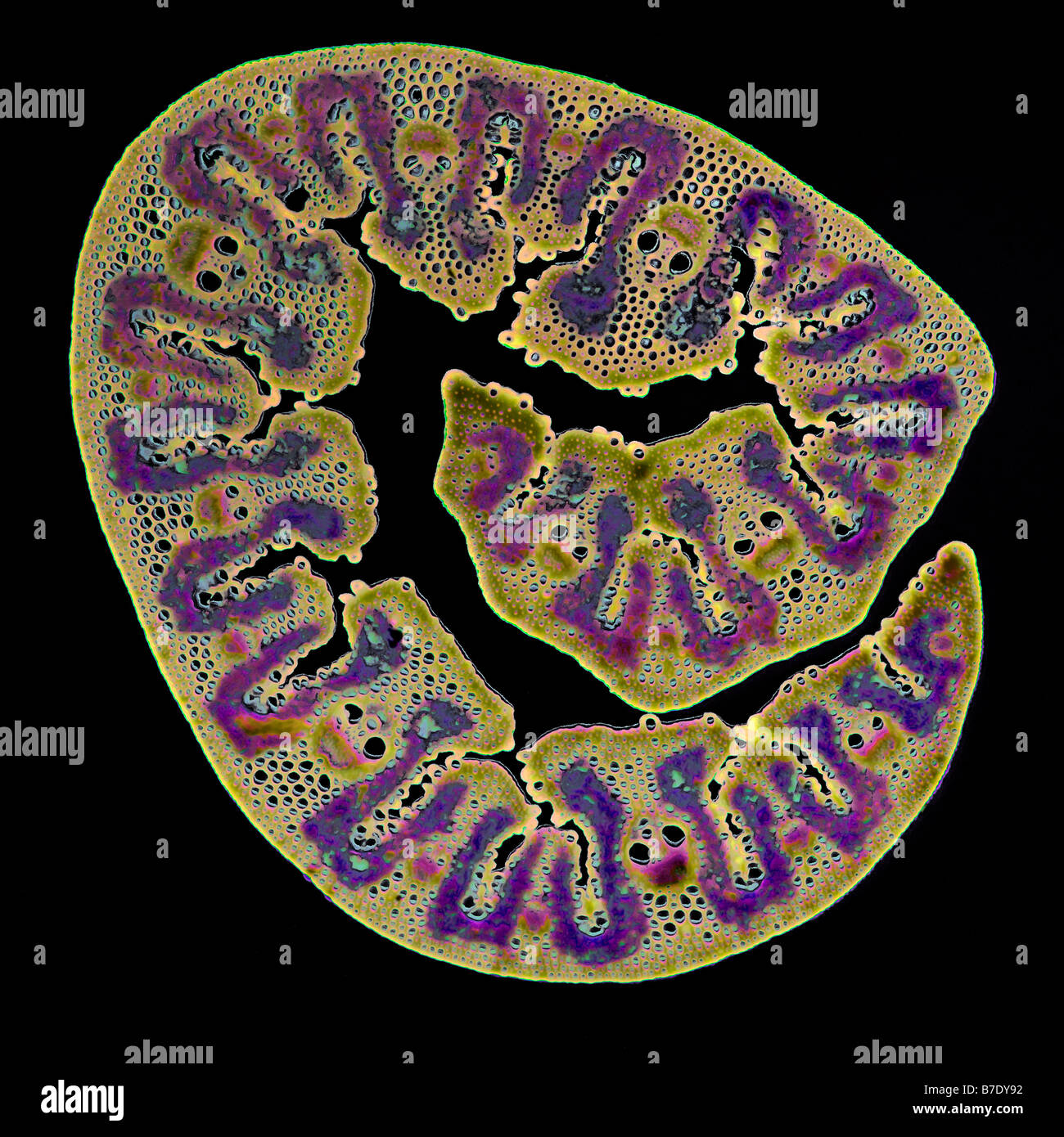 Micrograph leaf cross section hi-res stock photography and images - Alamy