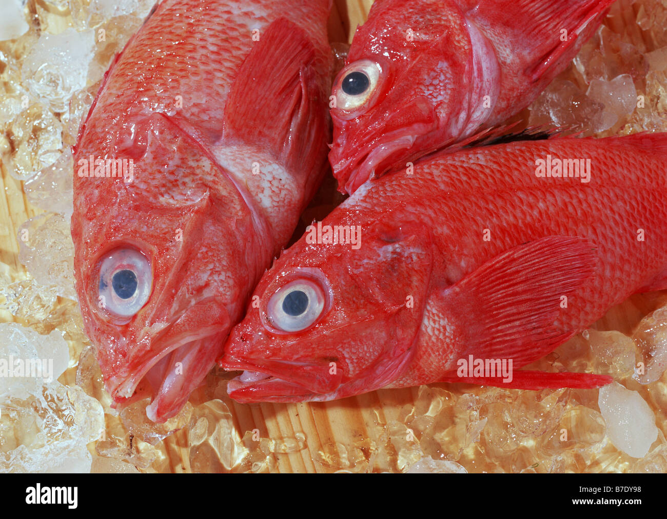 Rockfish group hi-res stock photography and images - Alamy