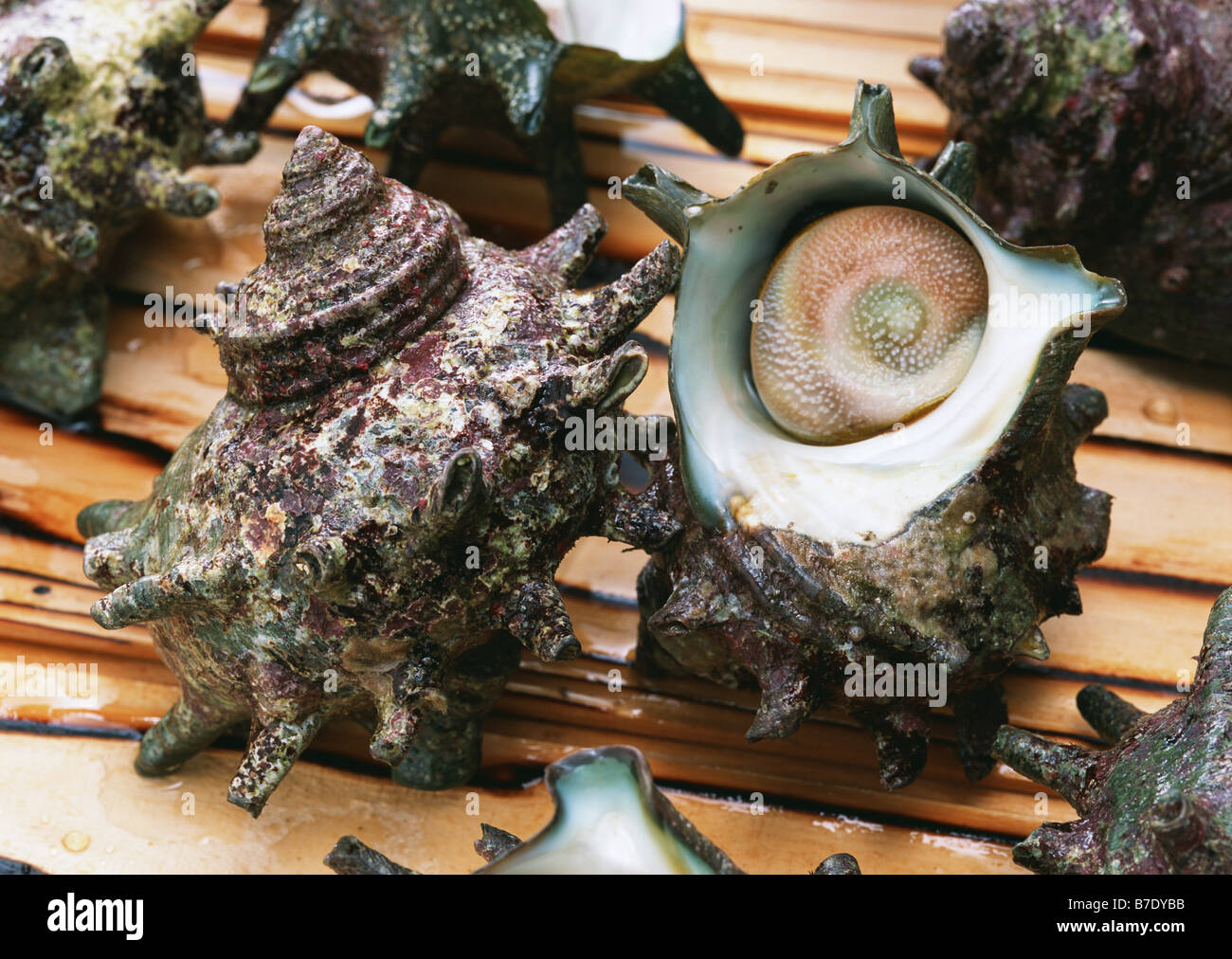 Turban Shell High Resolution Stock Photography and Images - Alamy