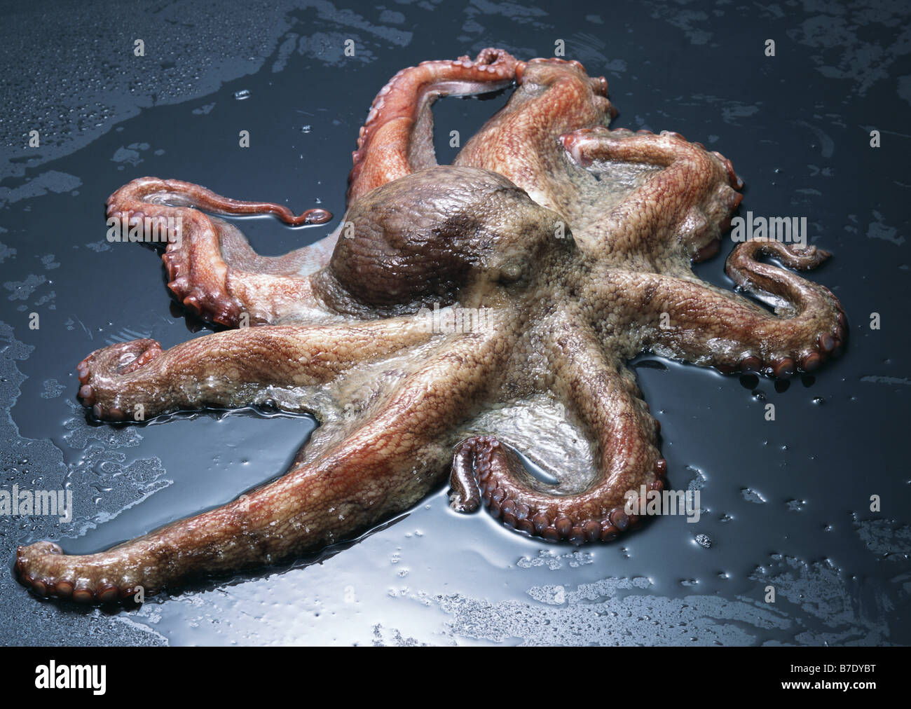 Full body octopus hi-res stock photography and images - Alamy