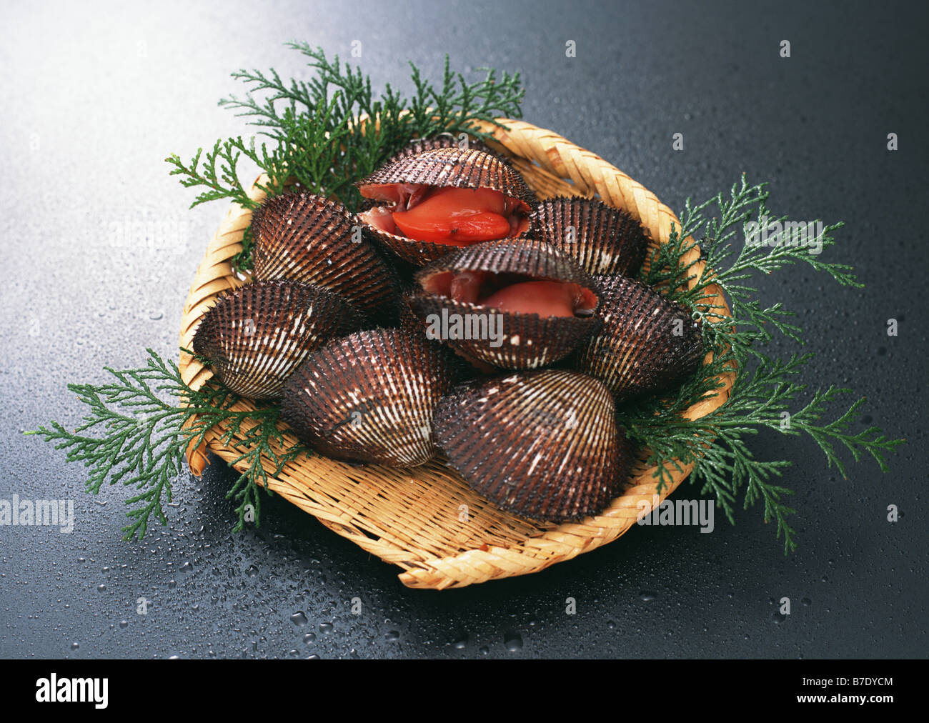 Ark shell hi-res stock photography and images - Alamy