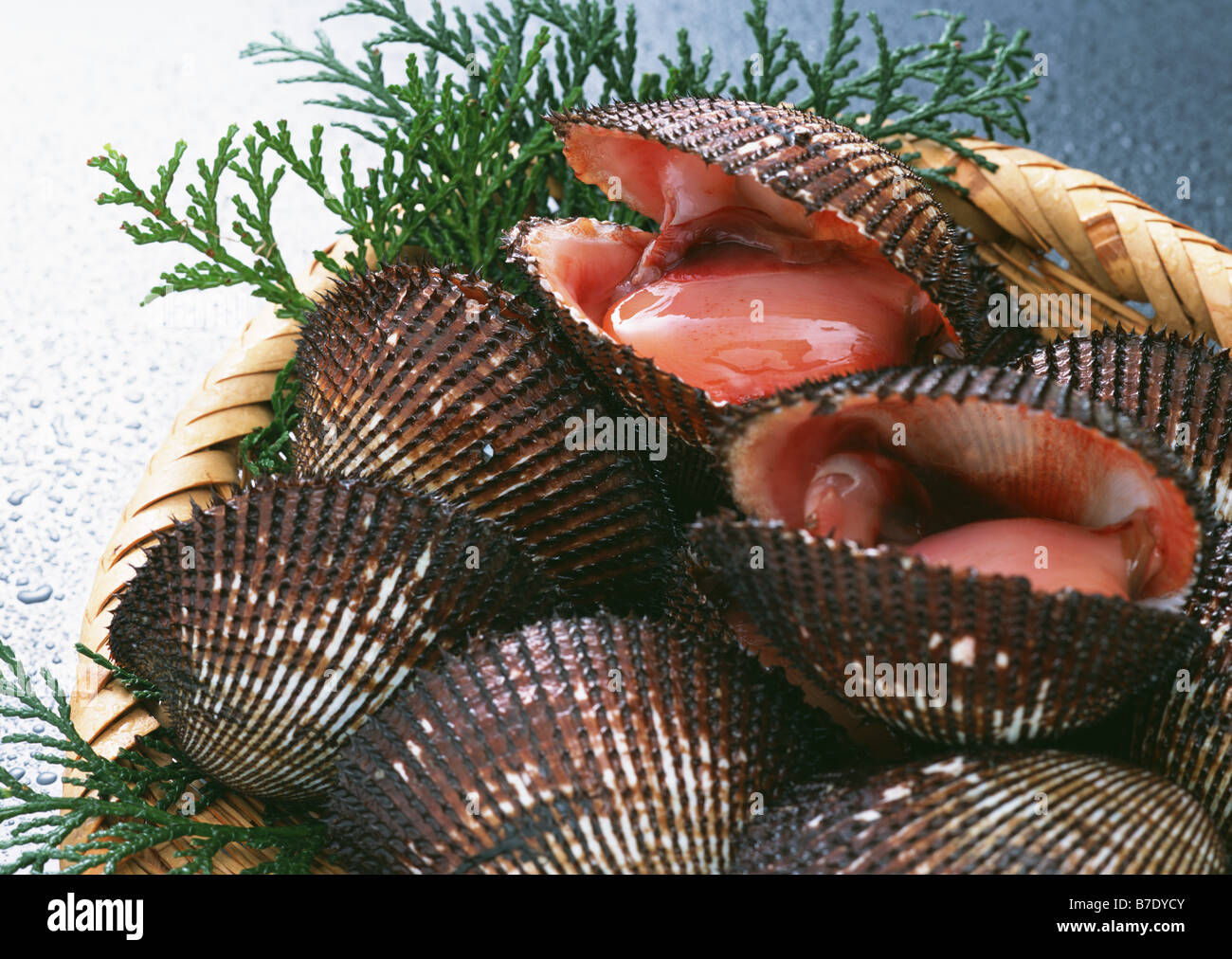 Ark shell hi-res stock photography and images - Alamy